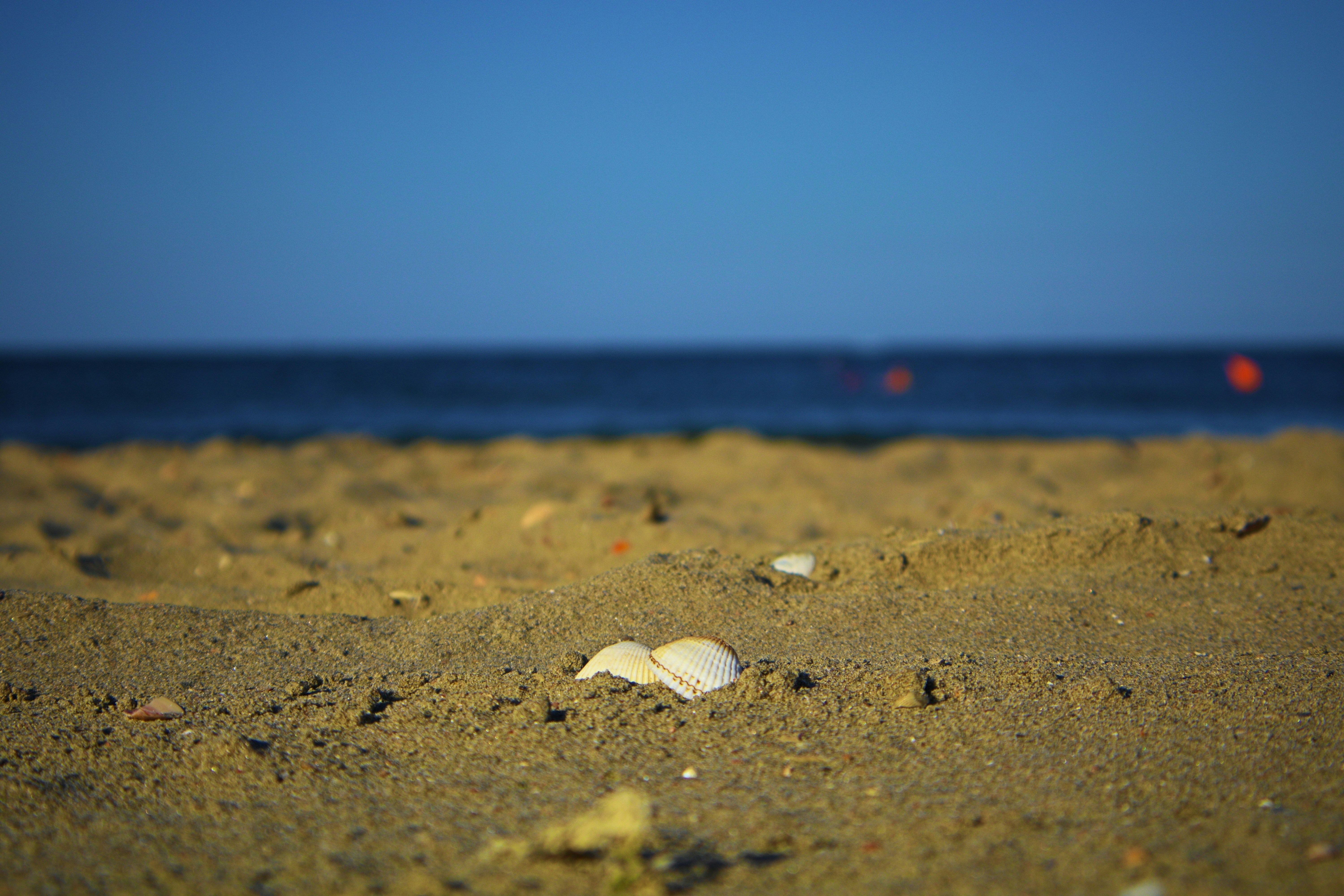Close-up on the Shoreline Shells: Quiet Beach Under a Wide Sky