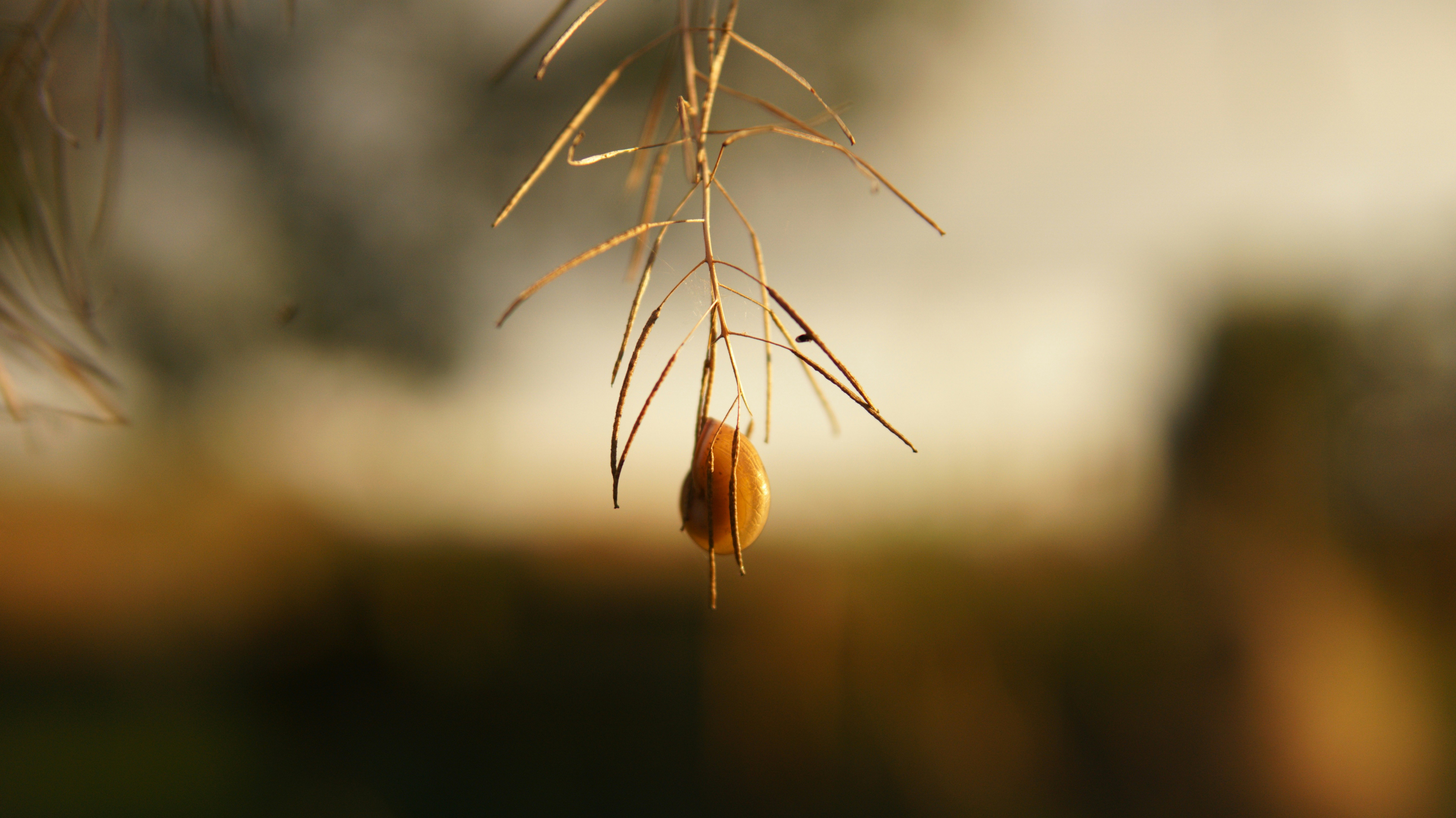 A lone hanging seed pod centered against a soft, blurred background with warm tones, emphasizing a delicate natural detail. This is a macro-like close-up of a plant.