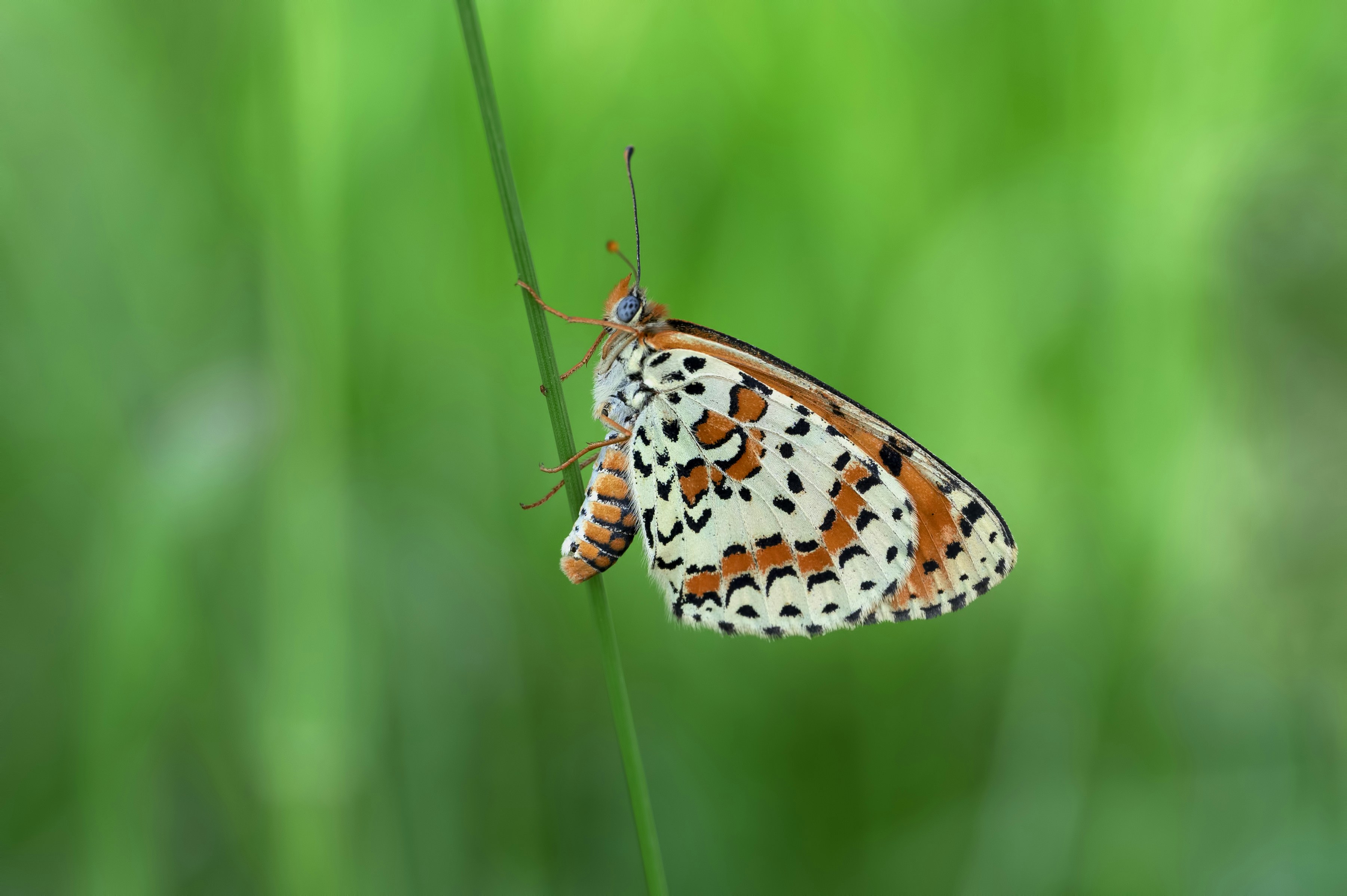 Close-up of a butterfly perched on a blade of grass against a emerald meadow