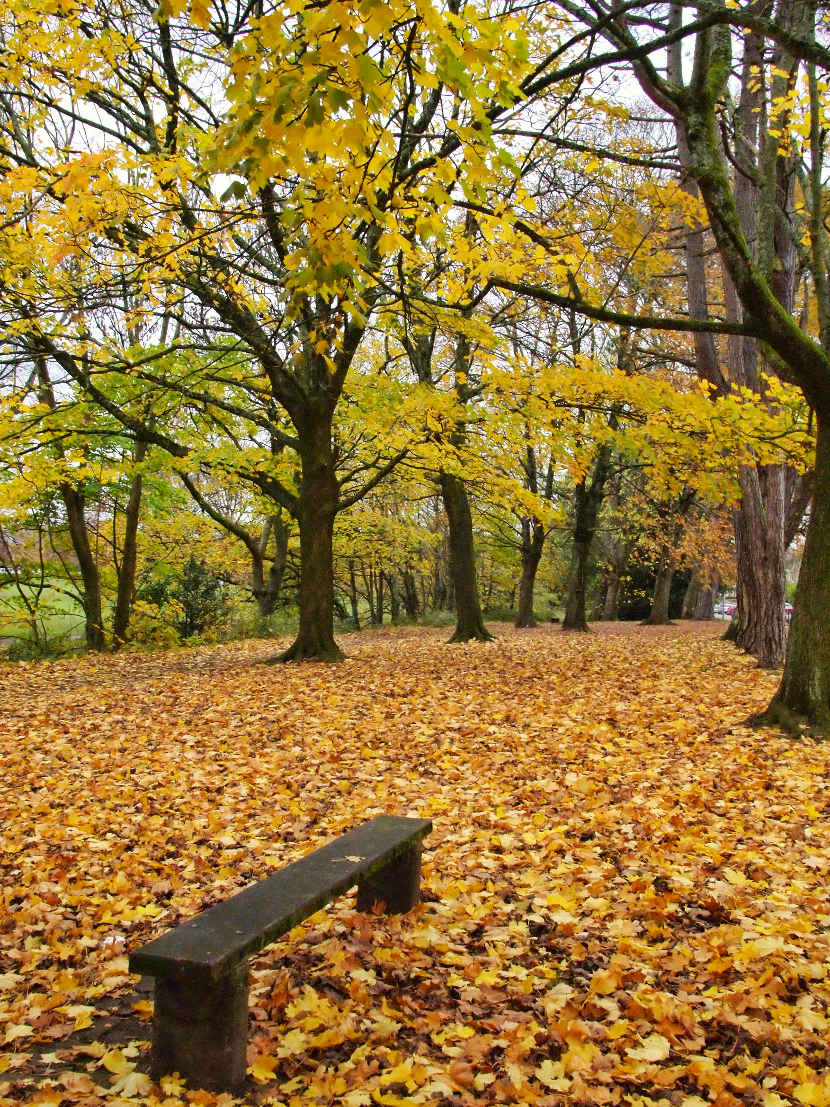 Autumn Heartbeat in a Quiet Linden Alley