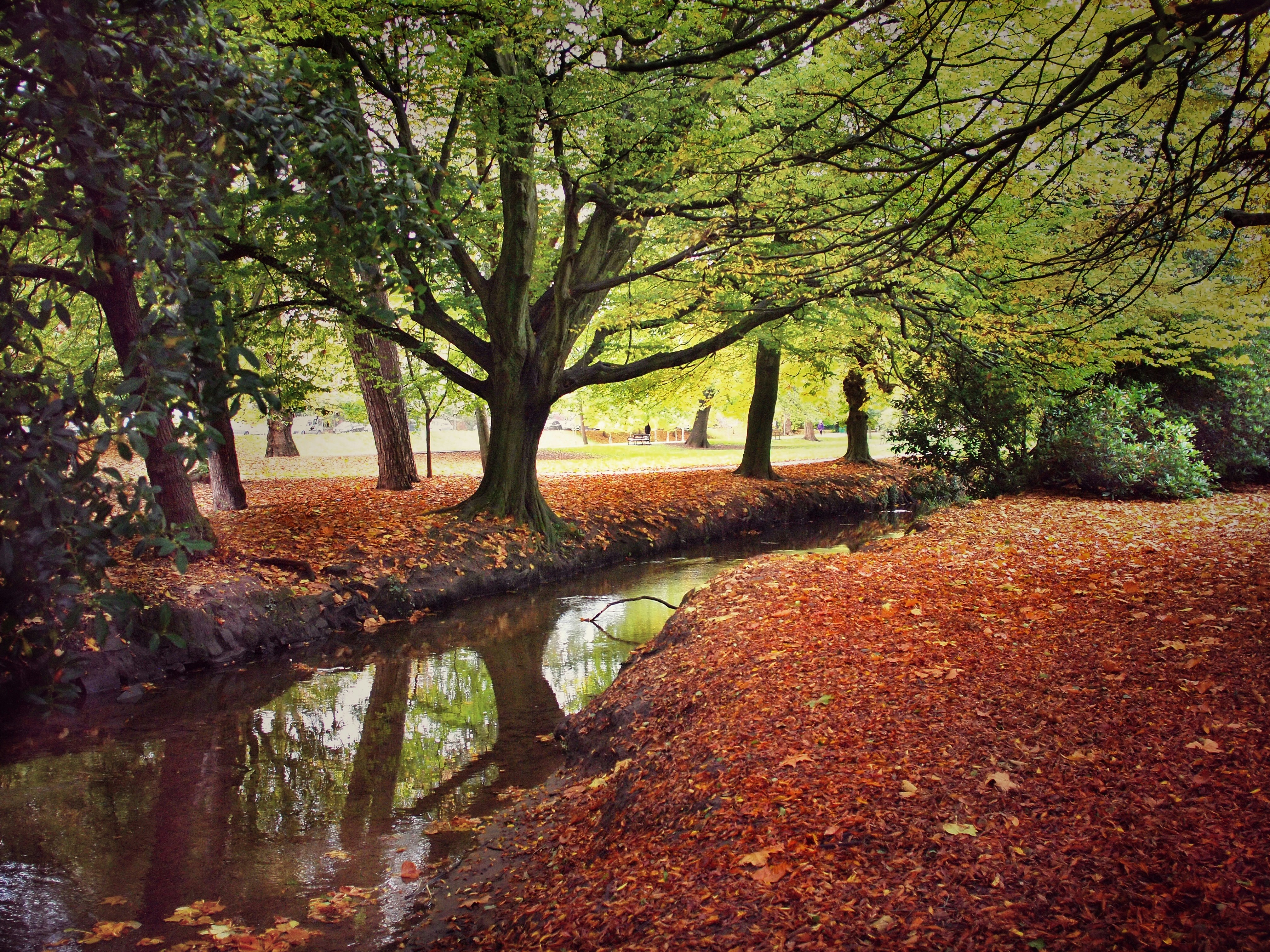 Mosaic of fallen leaves along a calm stream lined with trees; a tranquil park scene framed by autumn colors.