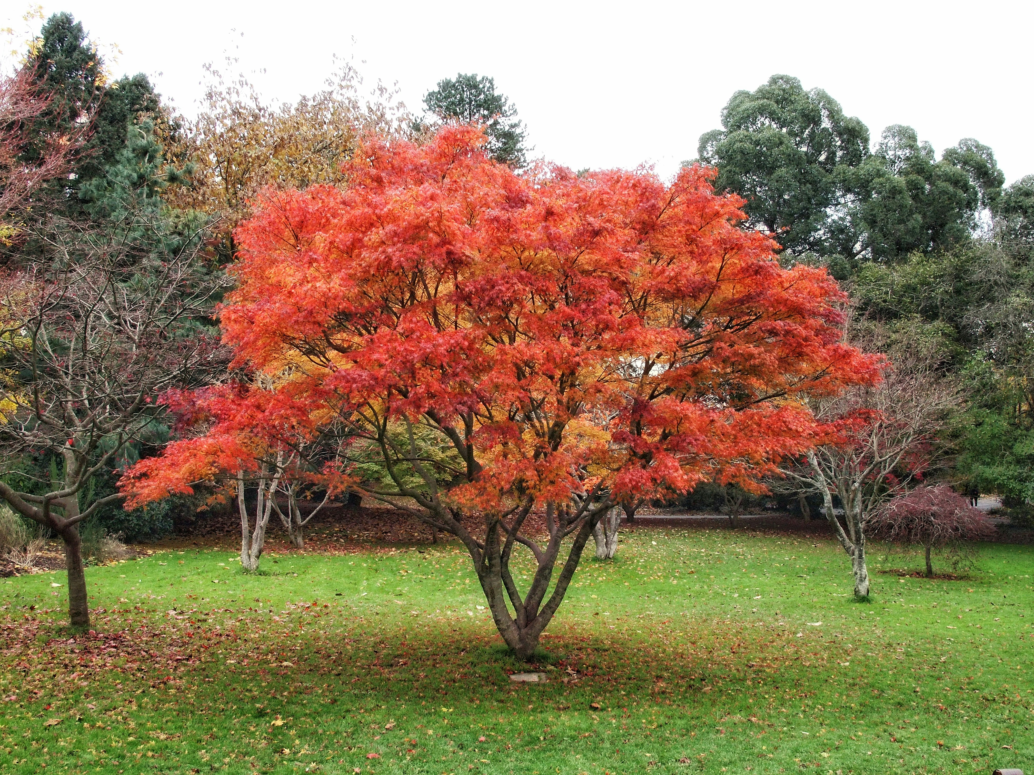 Vibrant red maple stands at center of a tranquil park, surrounded by green lawn and fading autumn trees.