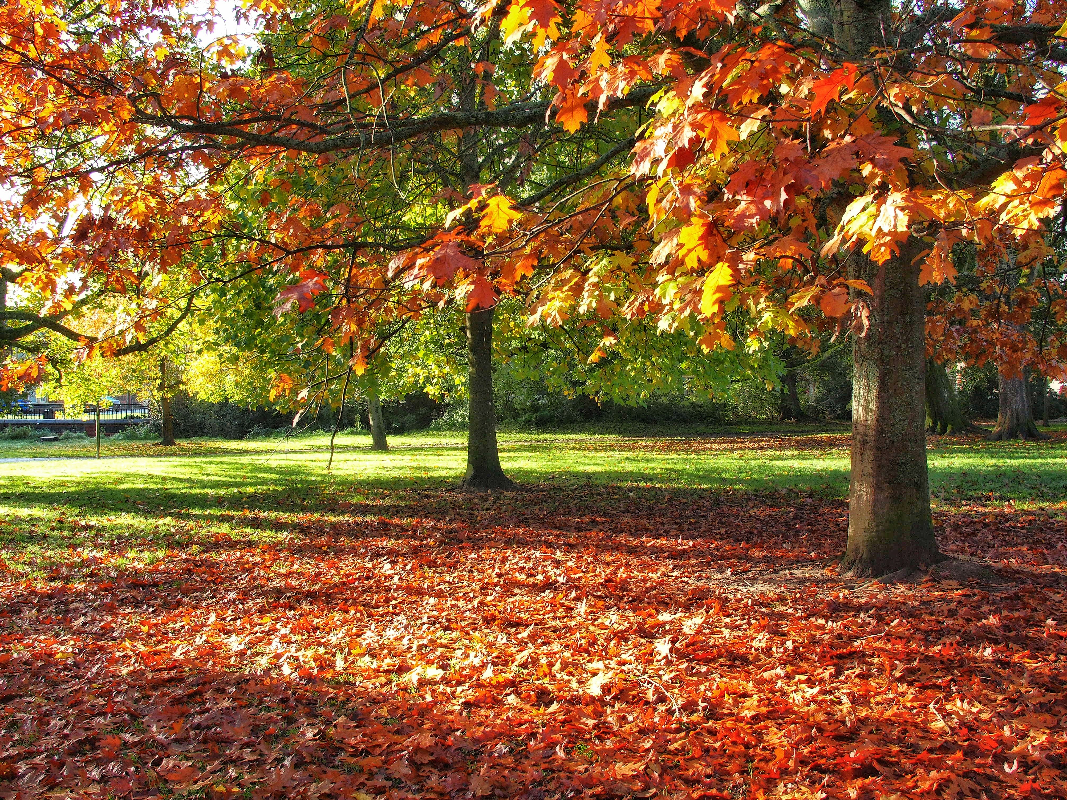Sunlit maple branches arch over a park lawn carpeted with fallen leaves; warm colors and dappled light create a serene autumn scene in a public park.
