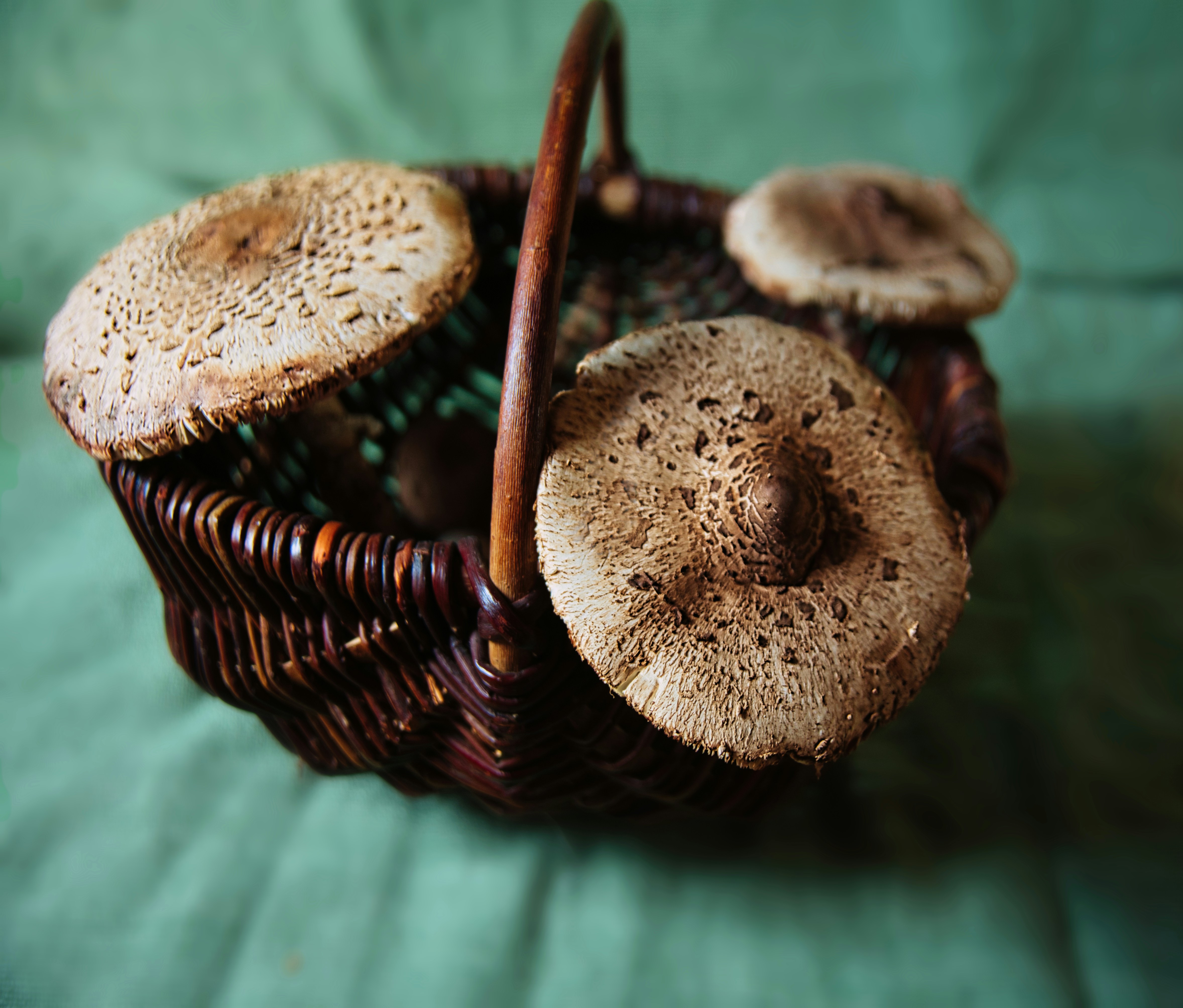 Three textured mushrooms sit in a dark woven basket against a green backdrop, highlighting natural details and organic structure.