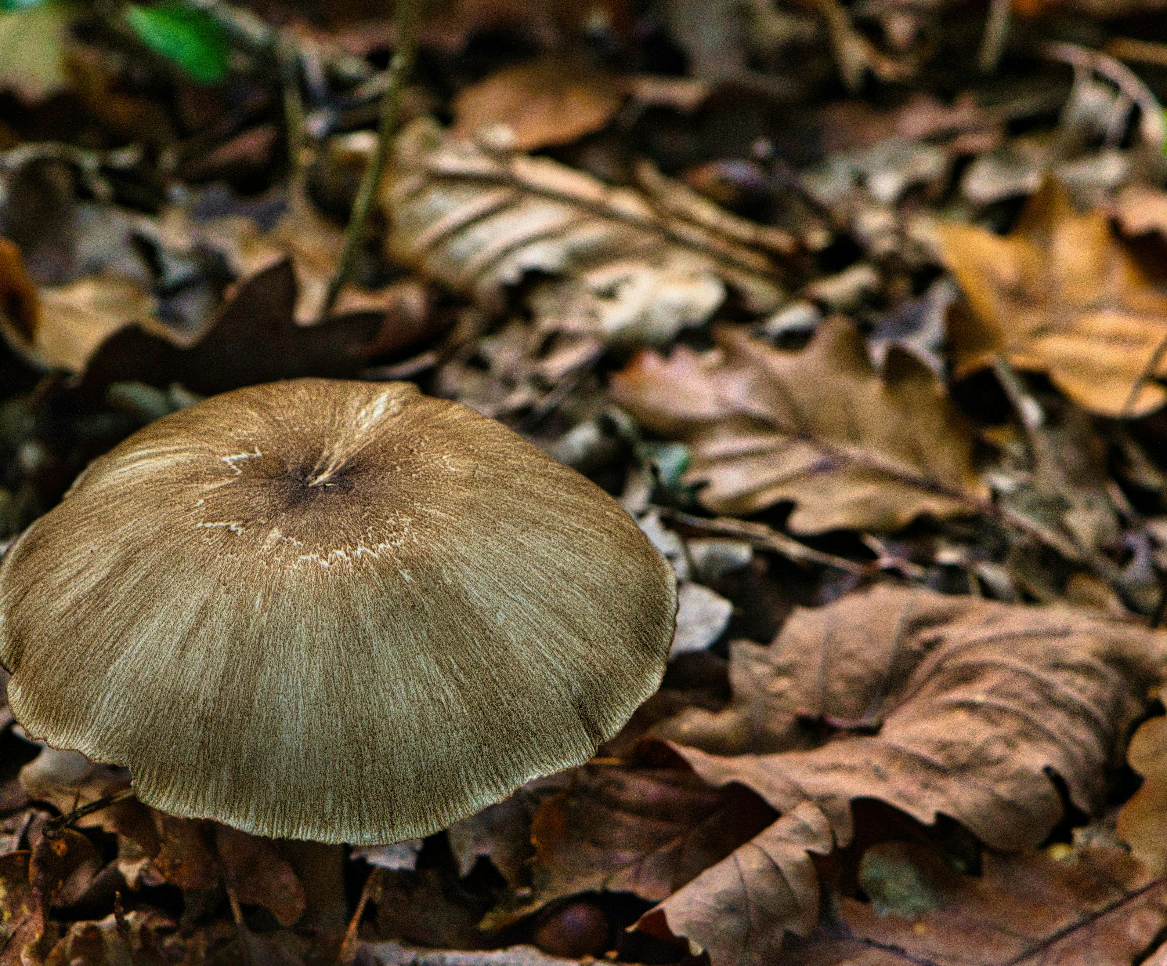 Photo by David Billington with Nikon D3500