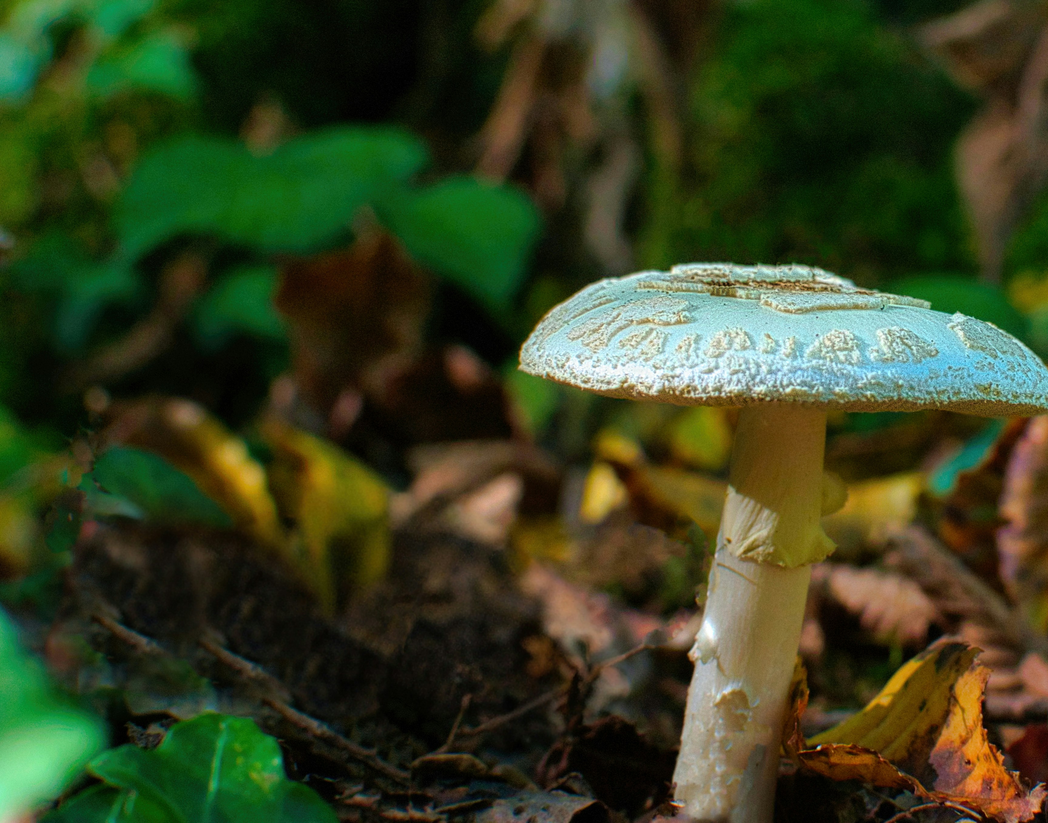 Mushroom Portrait: A Blue-Capped Observer Emerges from the Leaf Litter