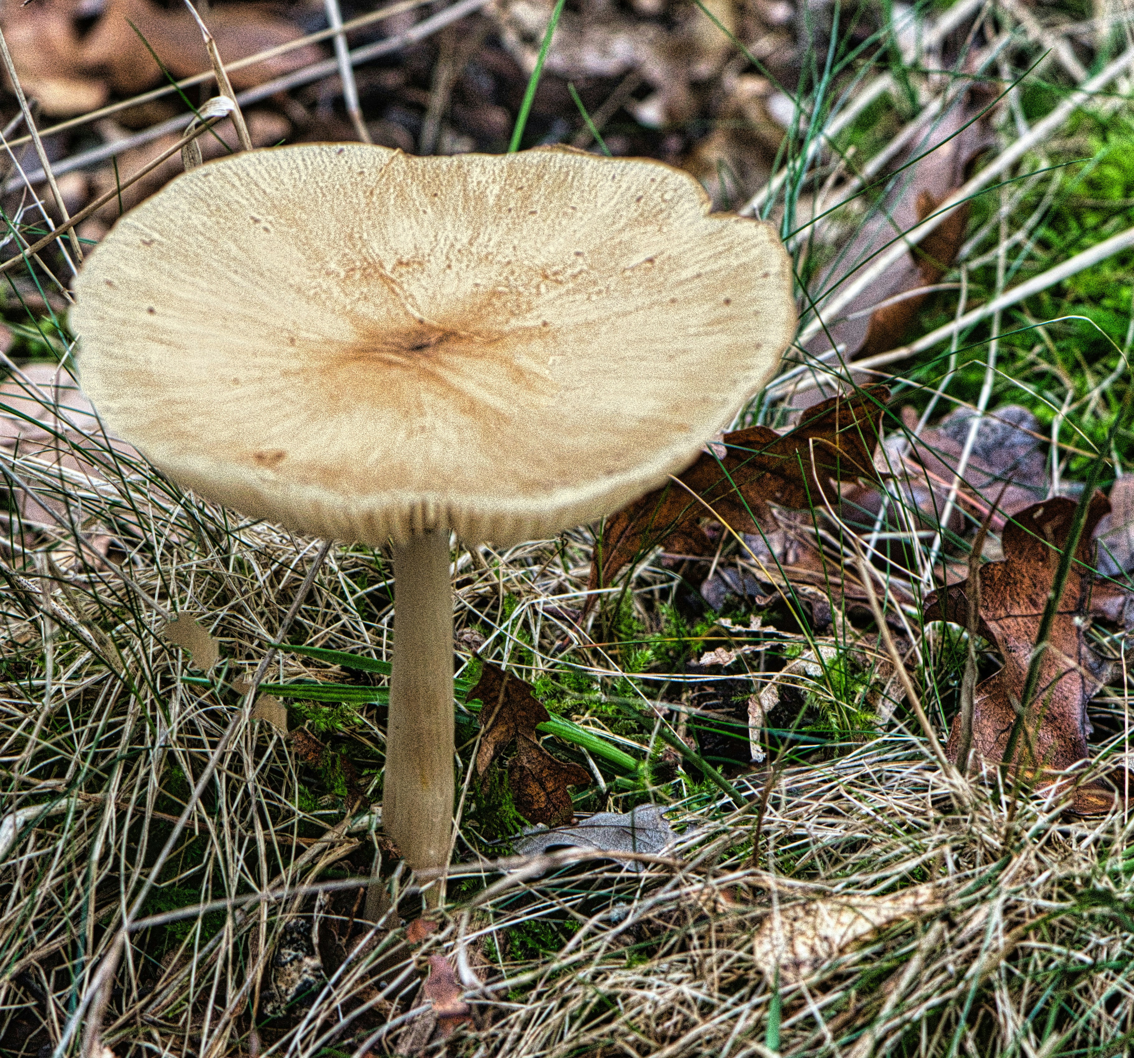 Solitary Mushroom Crown Rising from Needle Bed