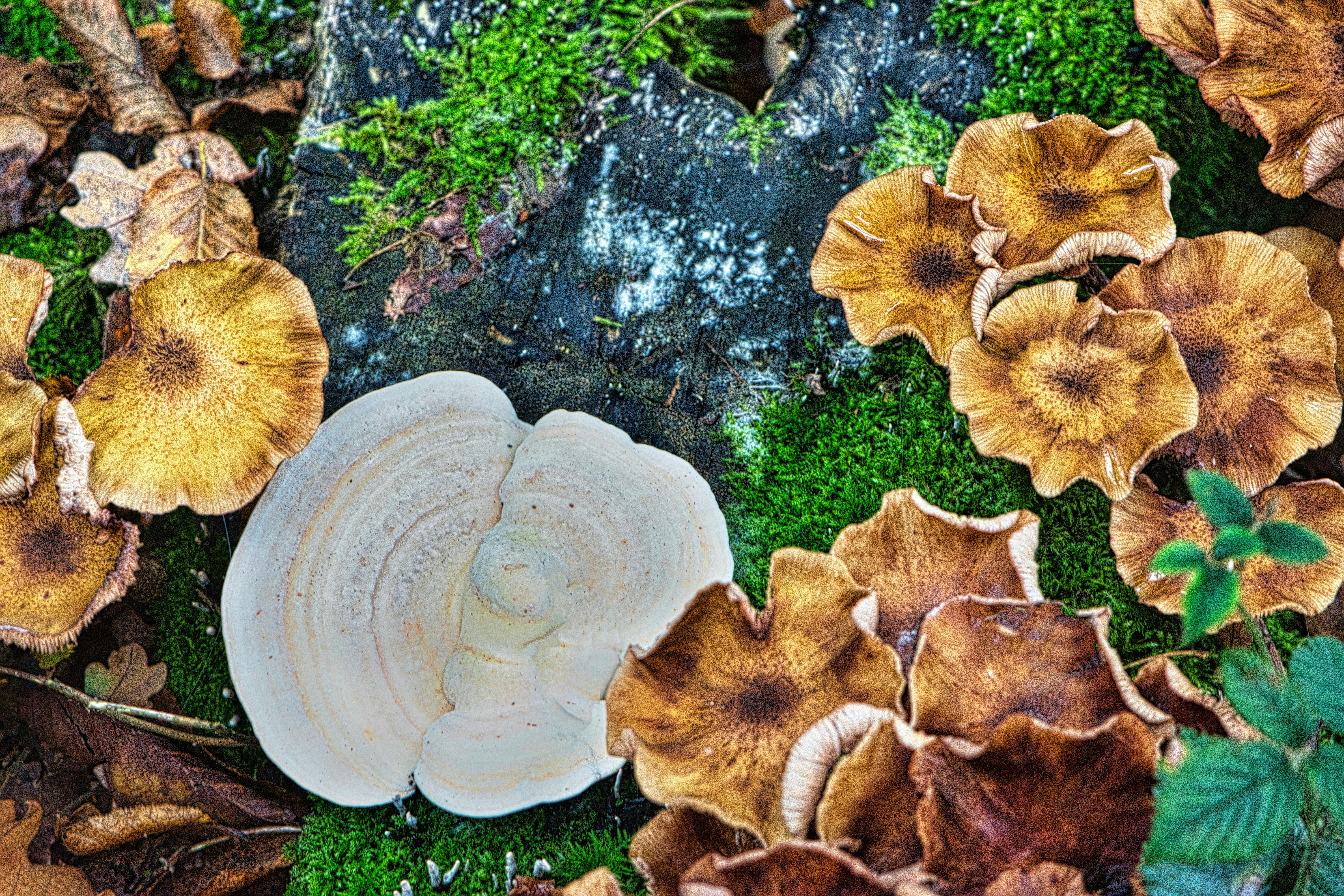 Mushroom Choir on a Mossy Rock