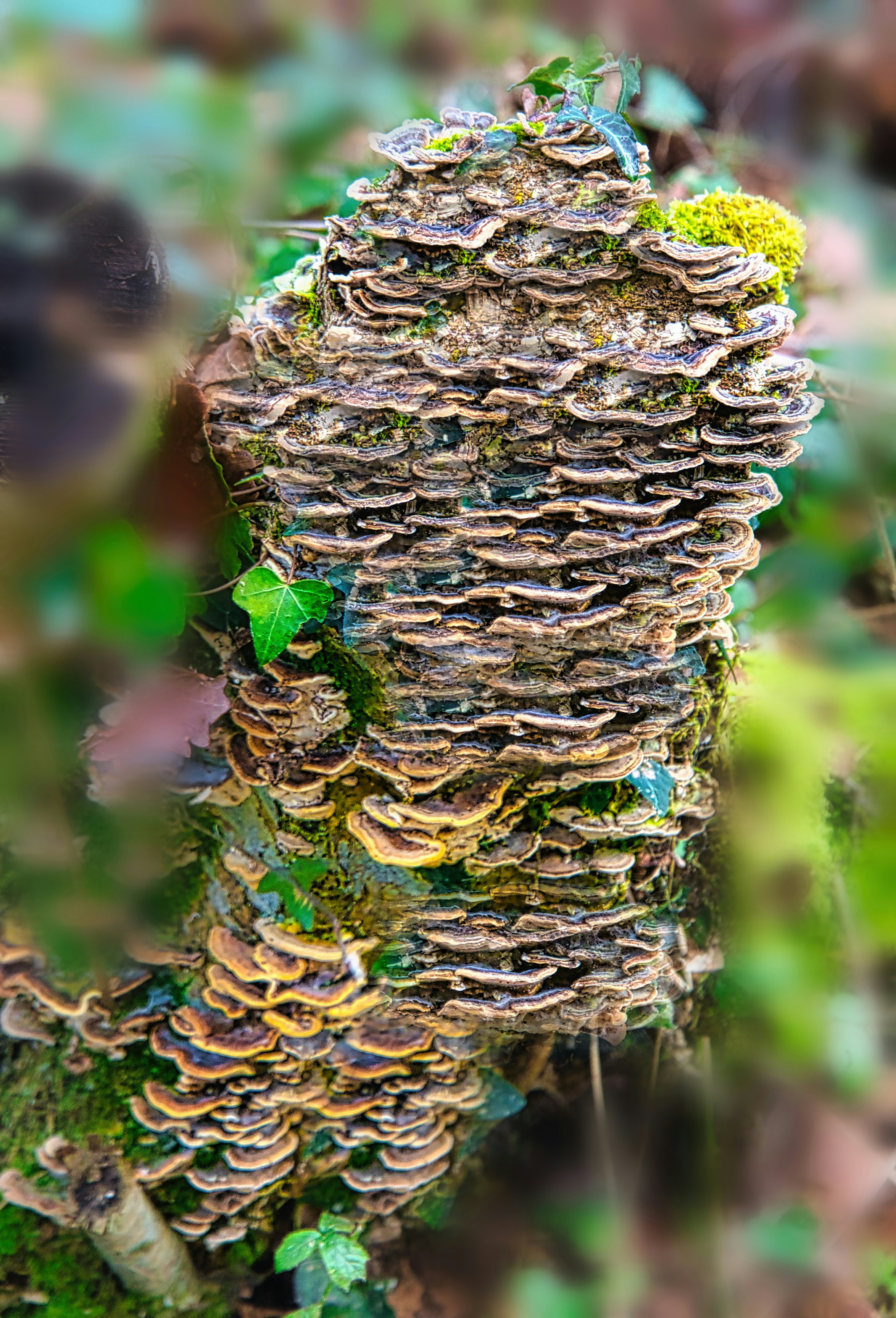 Towering Shelf of Fungi: A Wildstack of Woodland Bracket Mushrooms