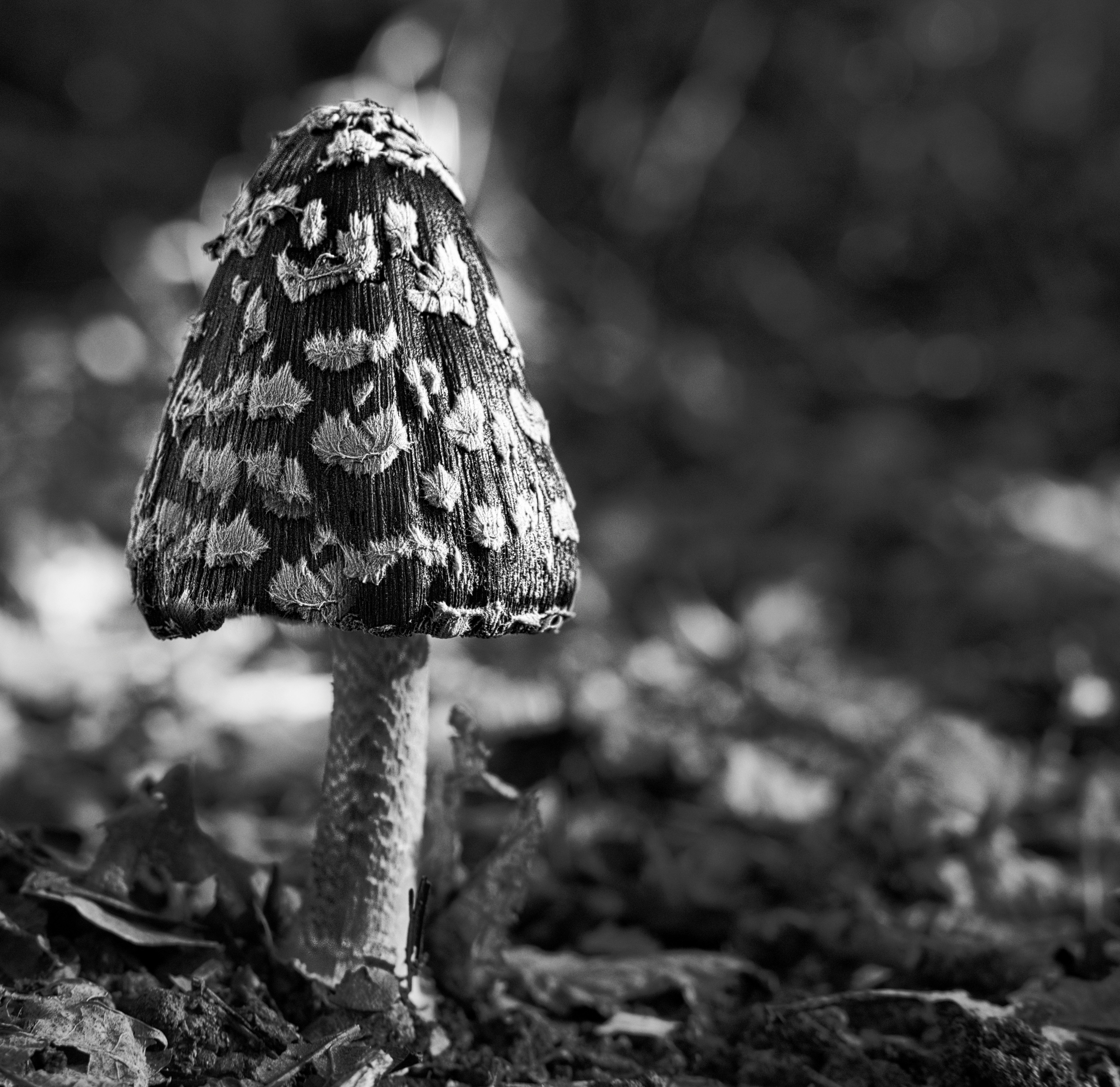 Lone Morel Mushroom Standing Guard in Monochrome