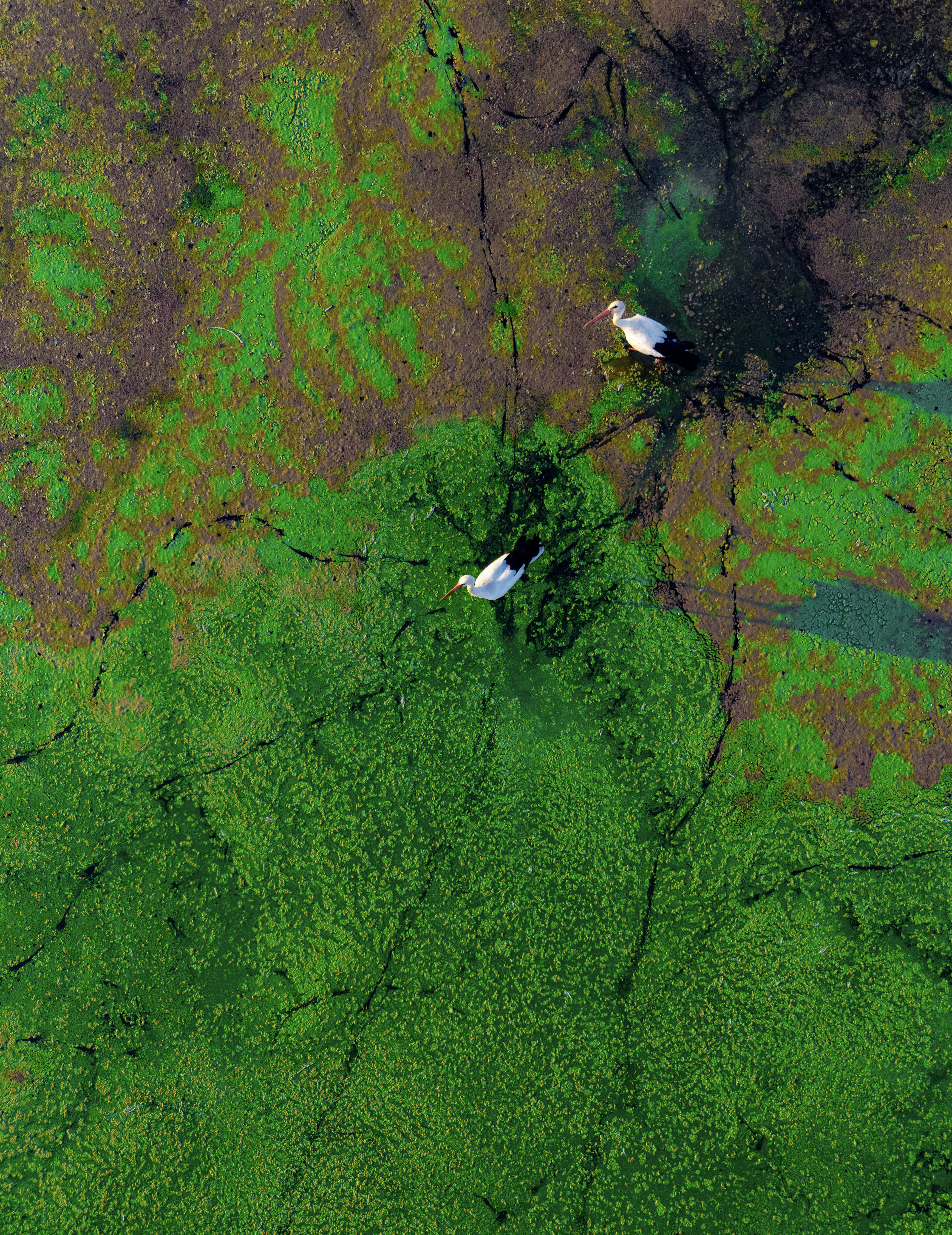 Two White Herons Break Through a Green Canopy from Above