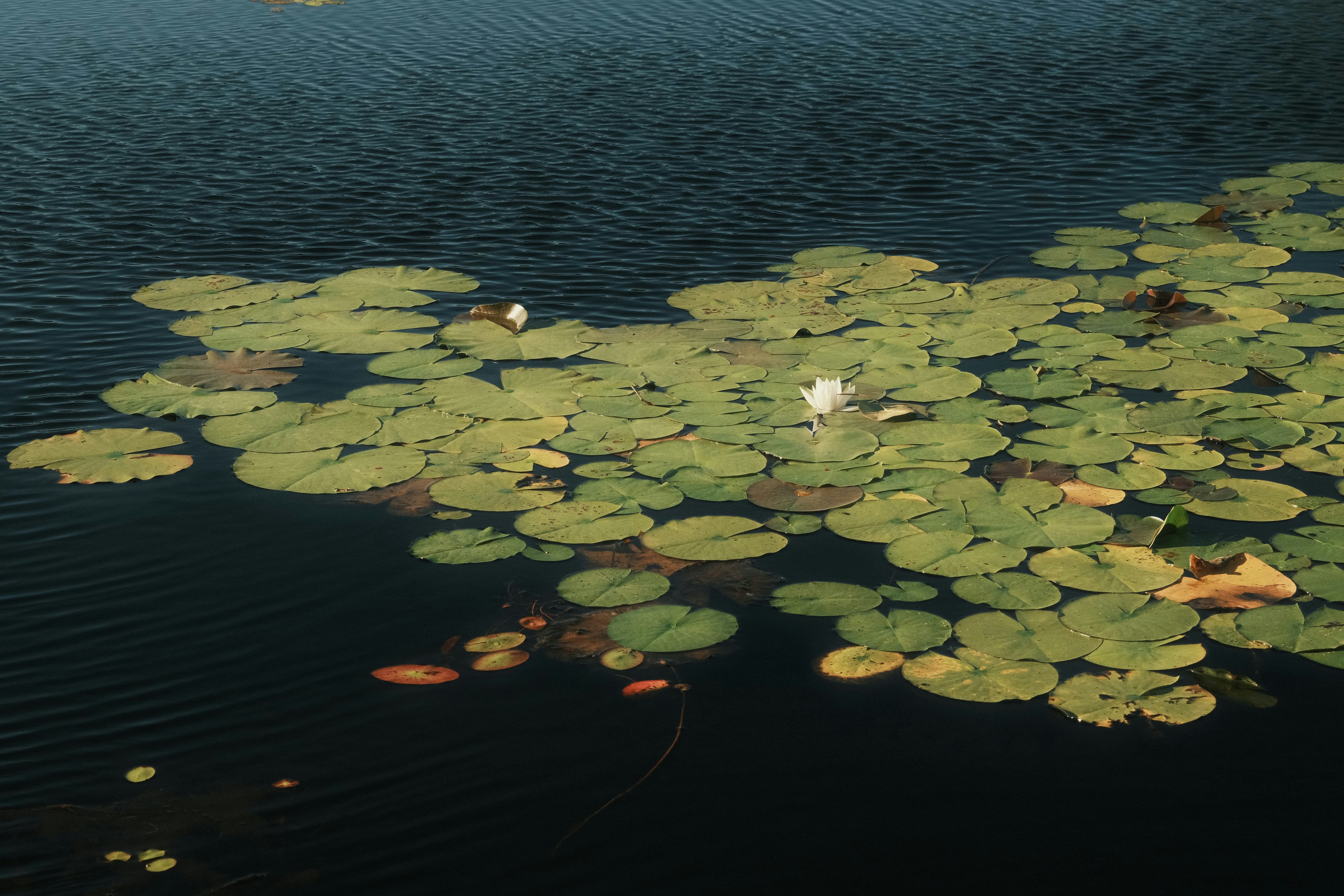 White Water Lily Bloom in Quiet Pond