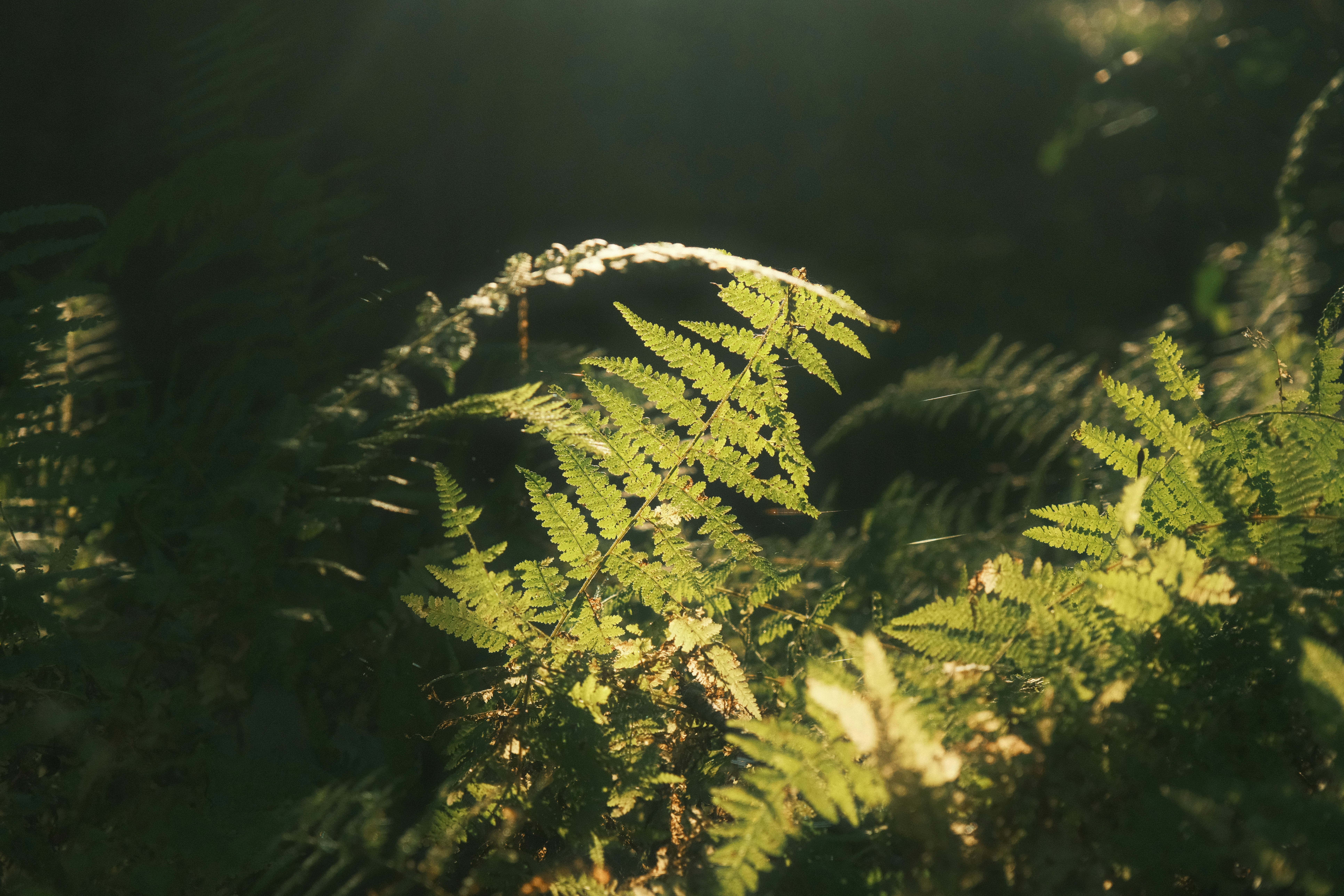 Sunlit Ferns in a Quiet Forest Glade