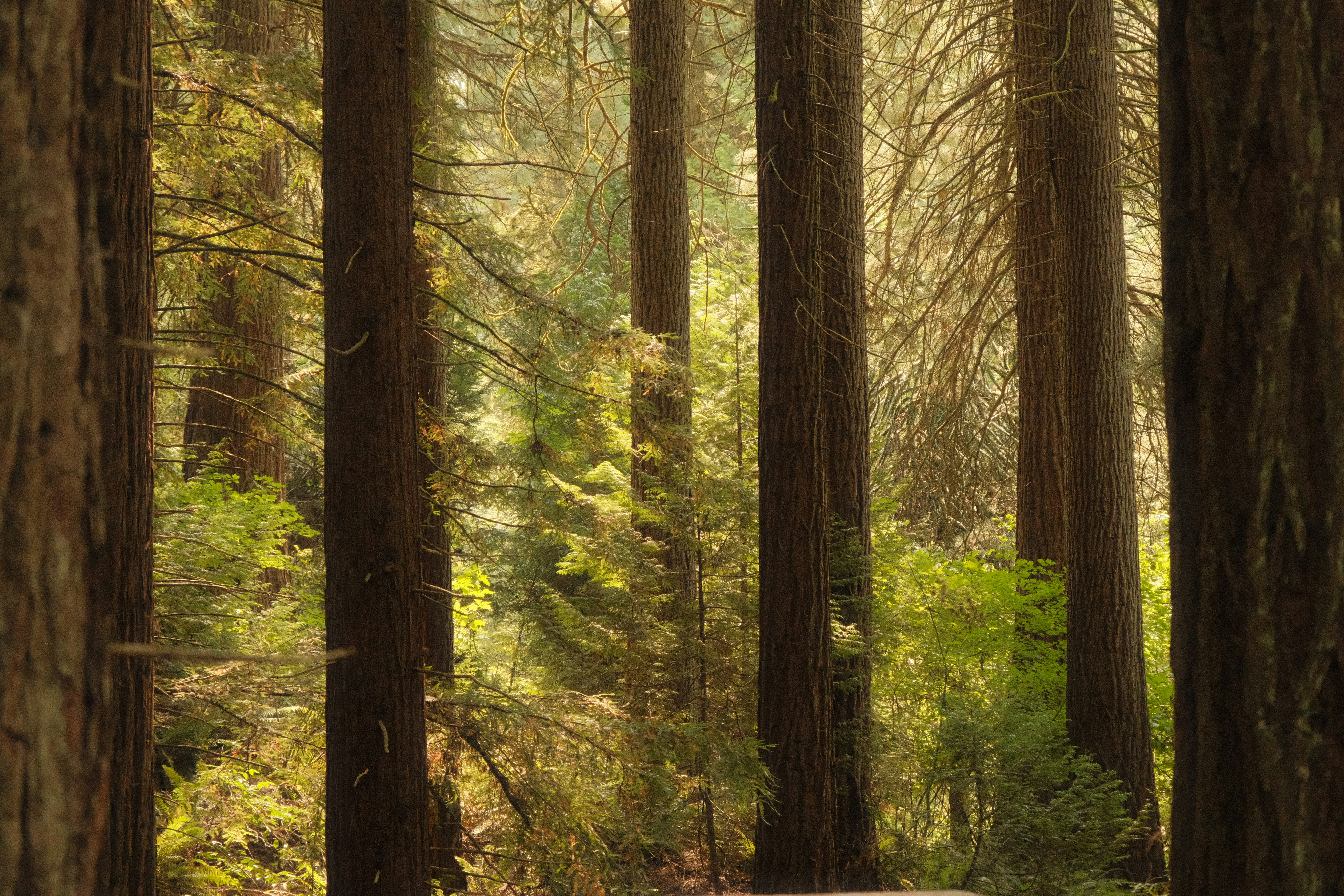 Sunlit Spires: A Quiet Glade Between Ancient Redwoods
