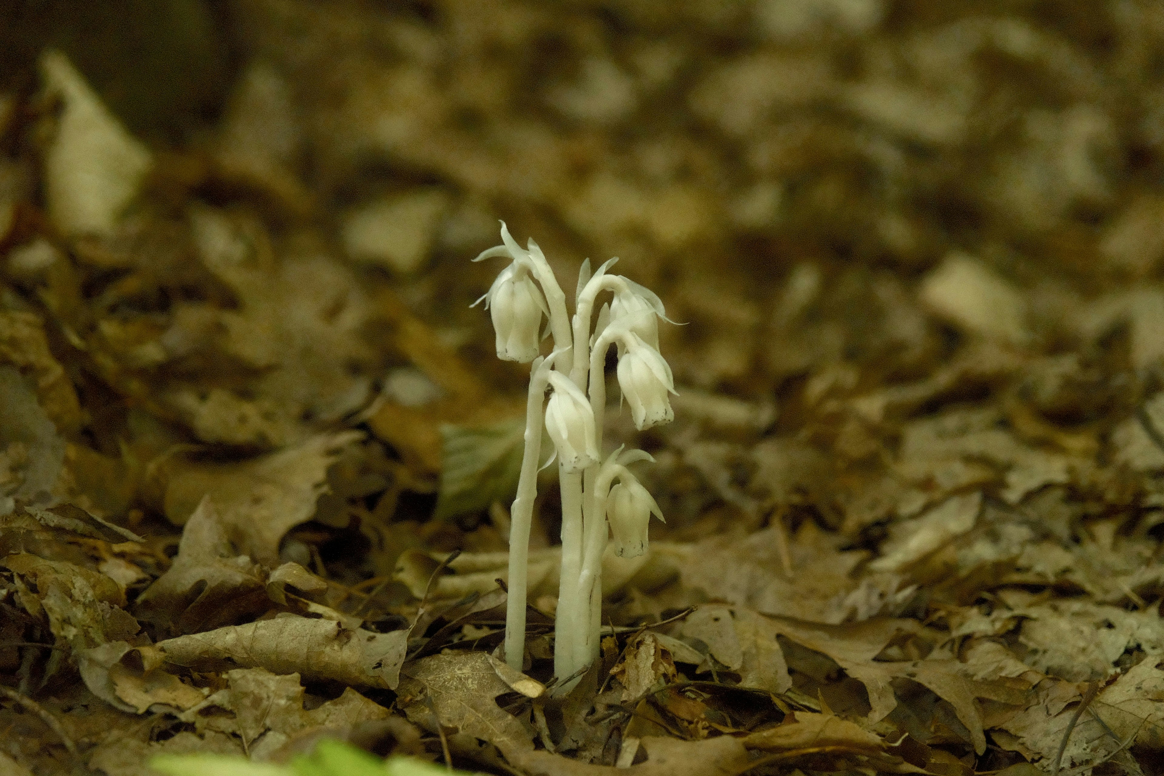 Winter’s Quiet Bloom: A Trio of White Orchids in Fallen Leaves