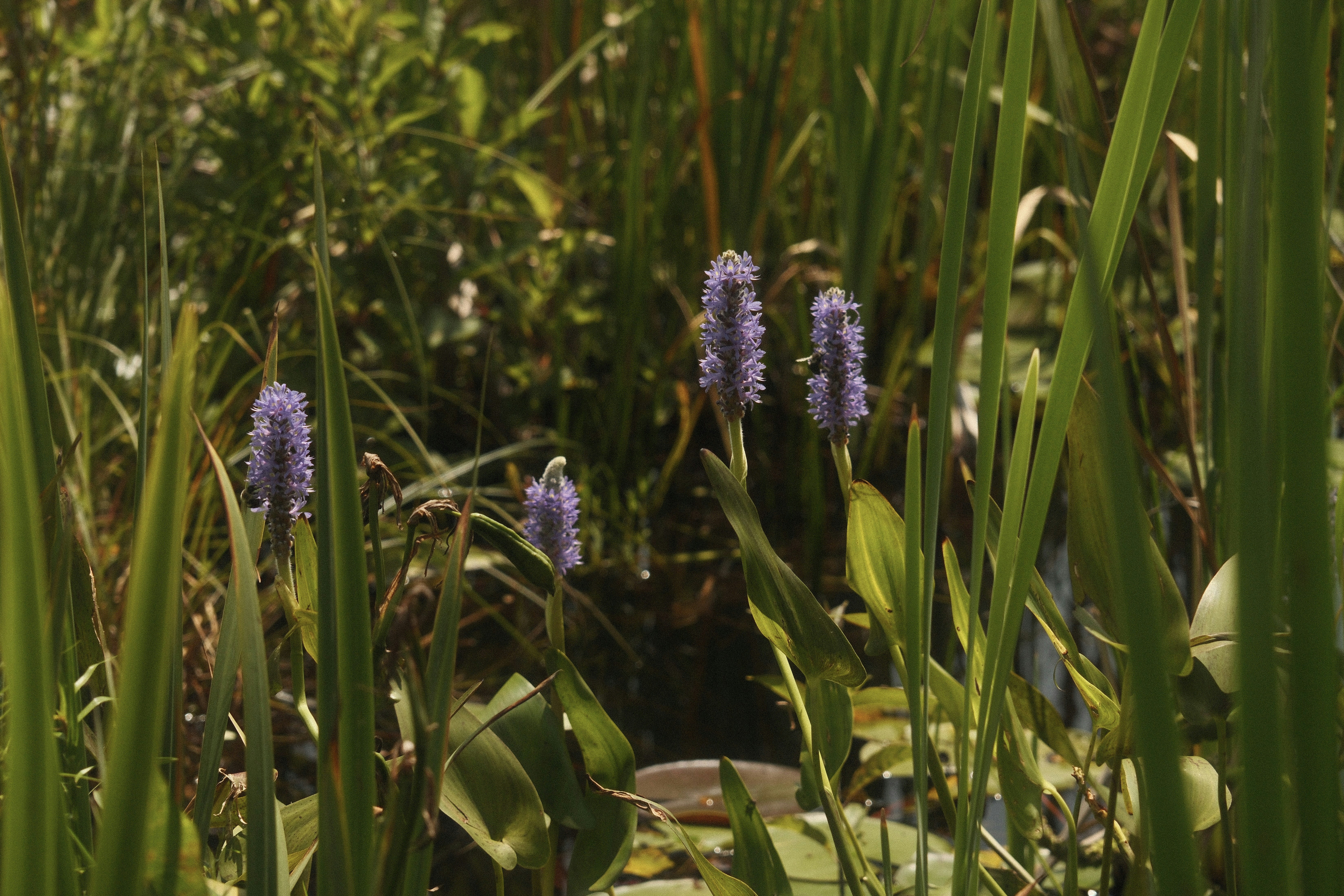 Lilac Spires Over a Tranquil Wetland