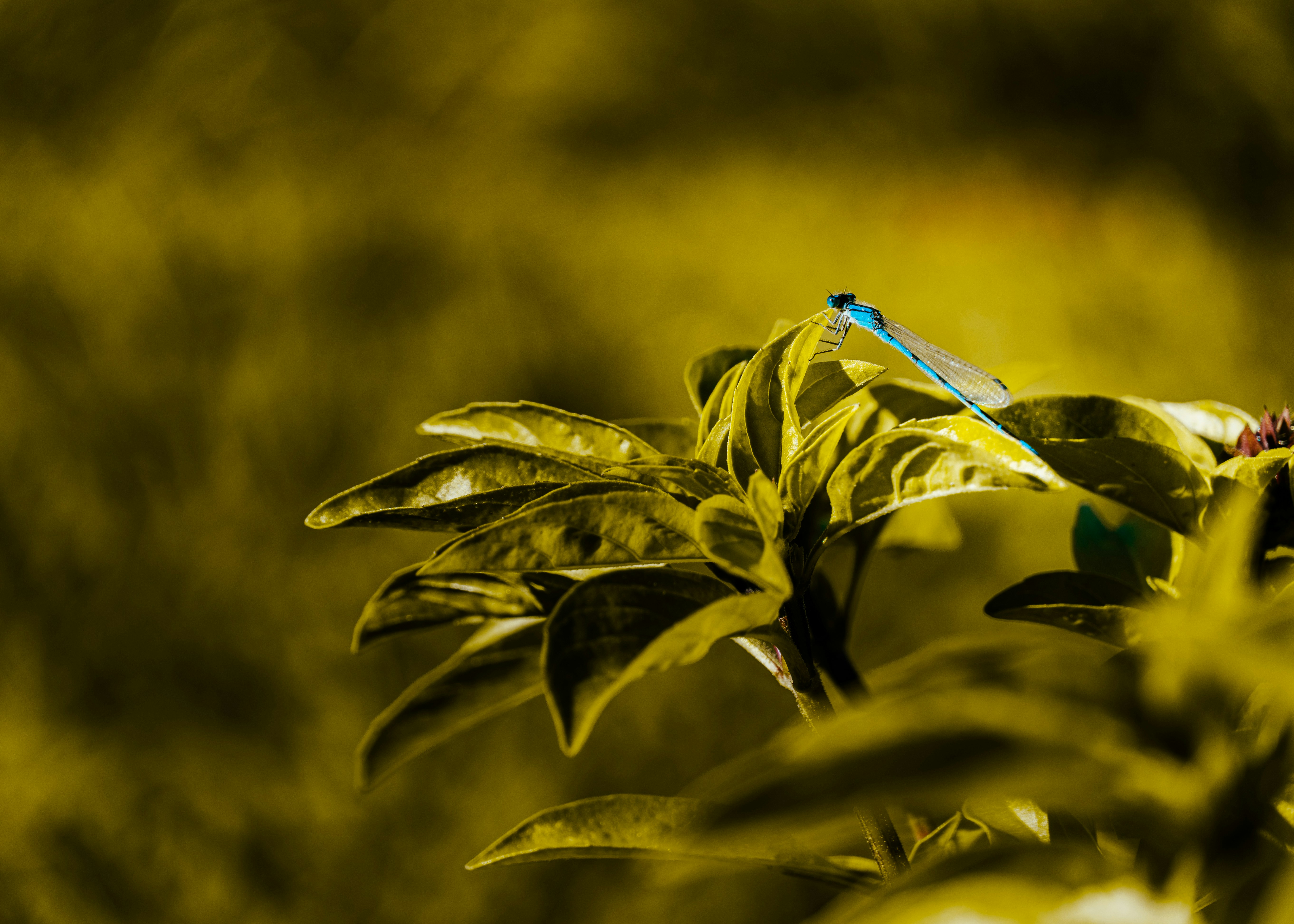 Azure Threaded Wings over Golden Leaves