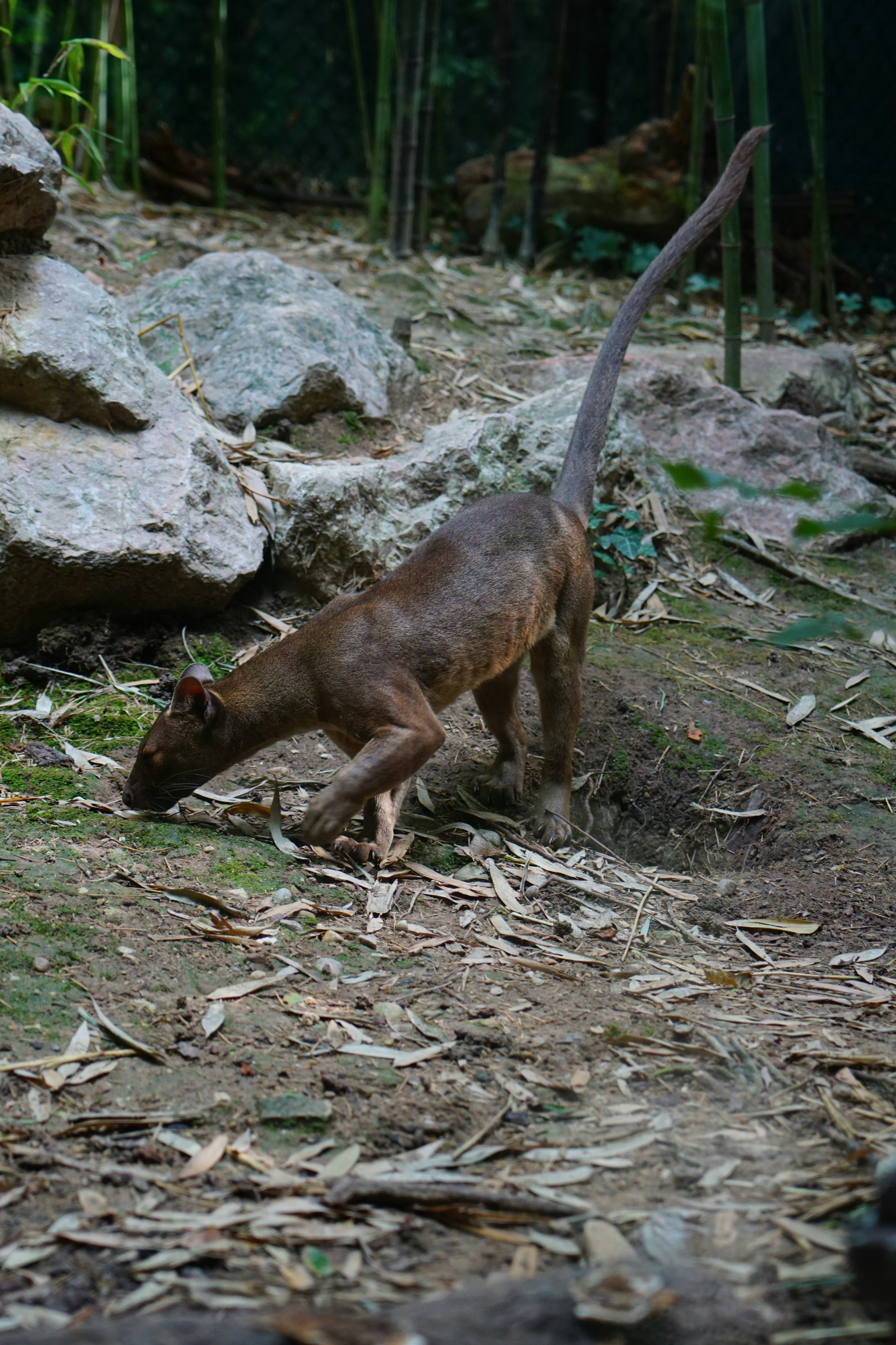 A Bold Foray: Jungle Floor Hunter in a Quiet Clearing