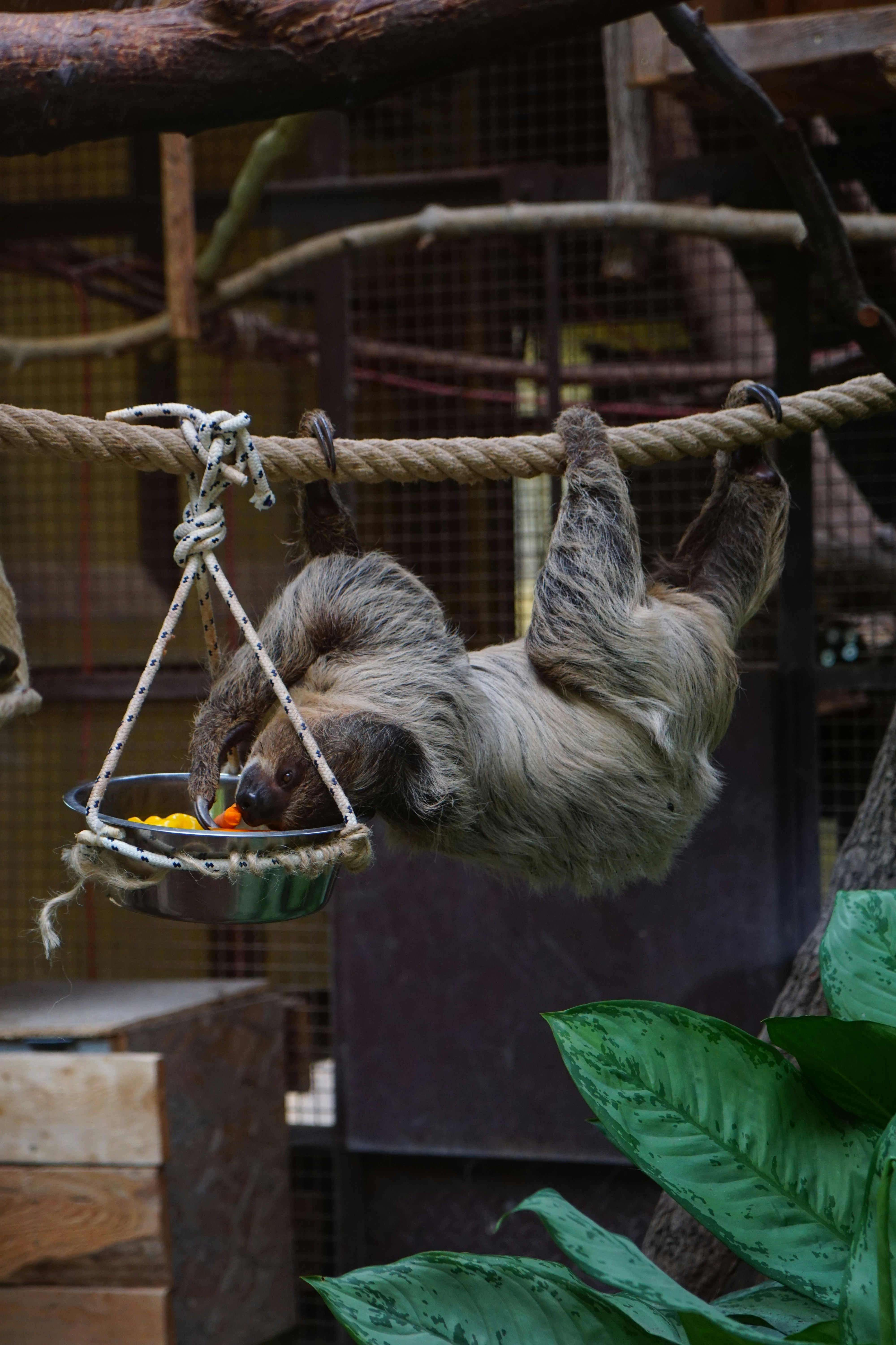 Sloth suspended on a thick rope in a enclosure, nibbling at a fruit bowl hung in a rustic habitat with wooden structures and green foliage nearby.