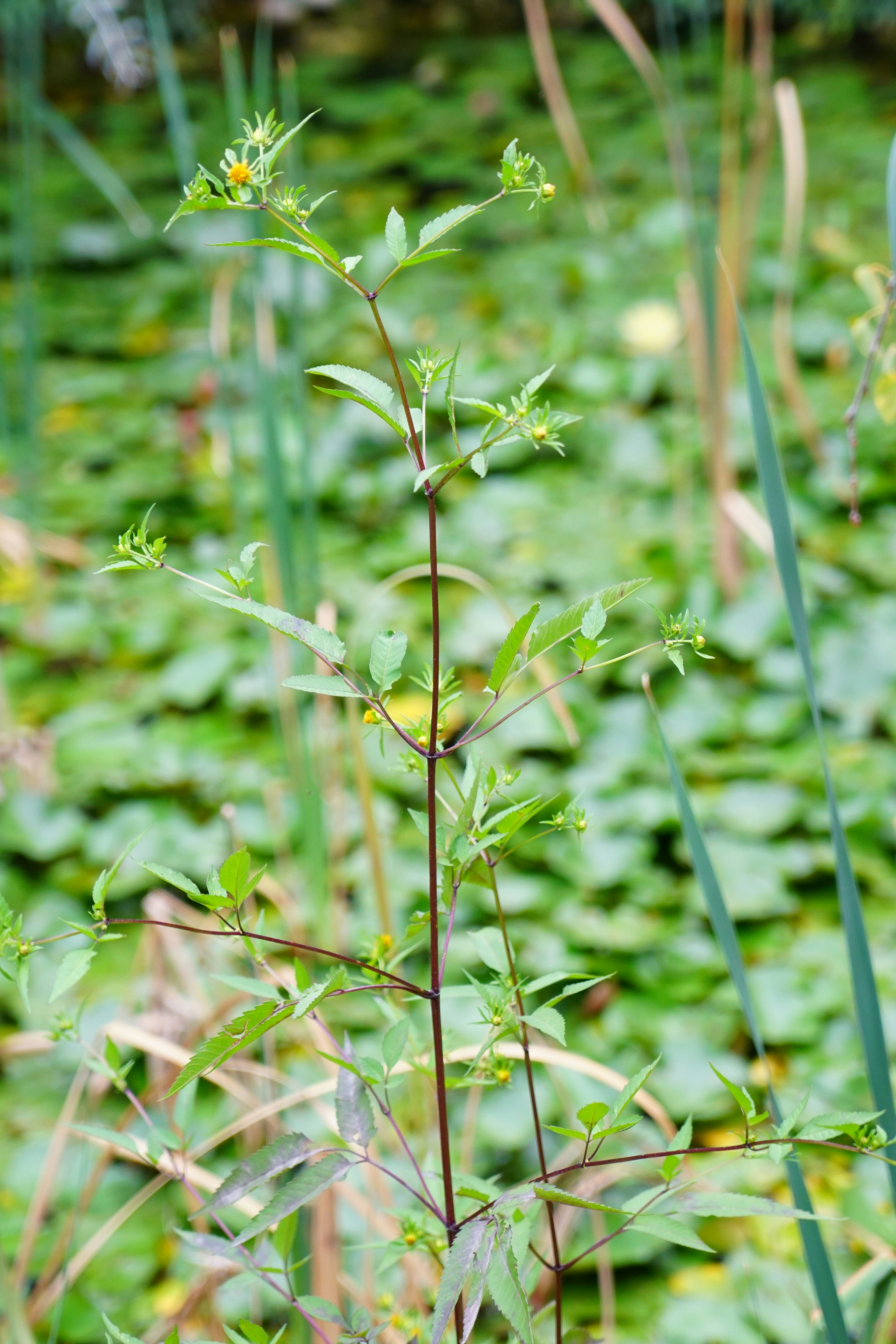 Delicate Green Stem Reaching Above a Sea of Low-lying Foliage