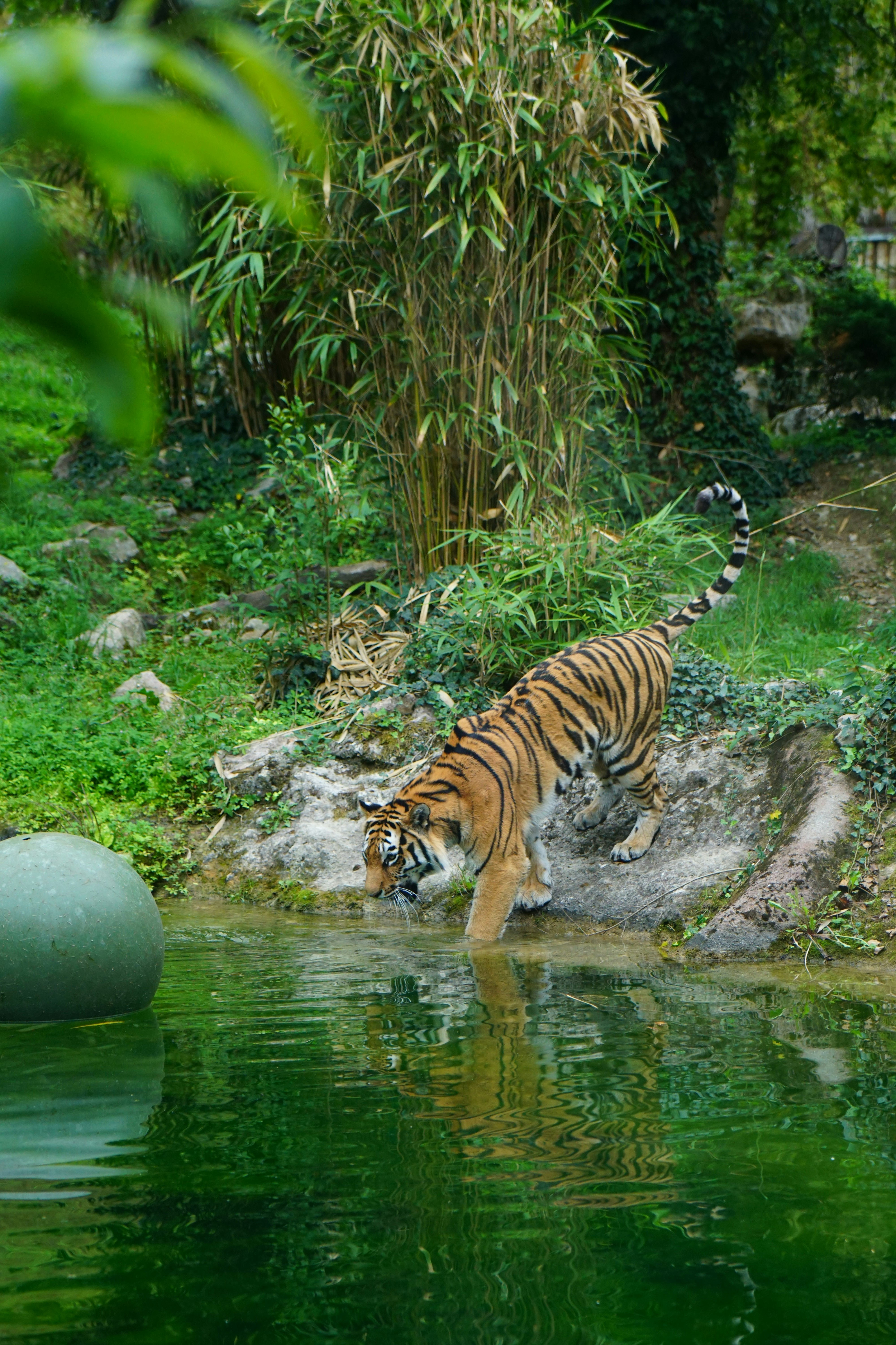 Tiger at the Water’s Edge: A Quiet Break from the Jungle