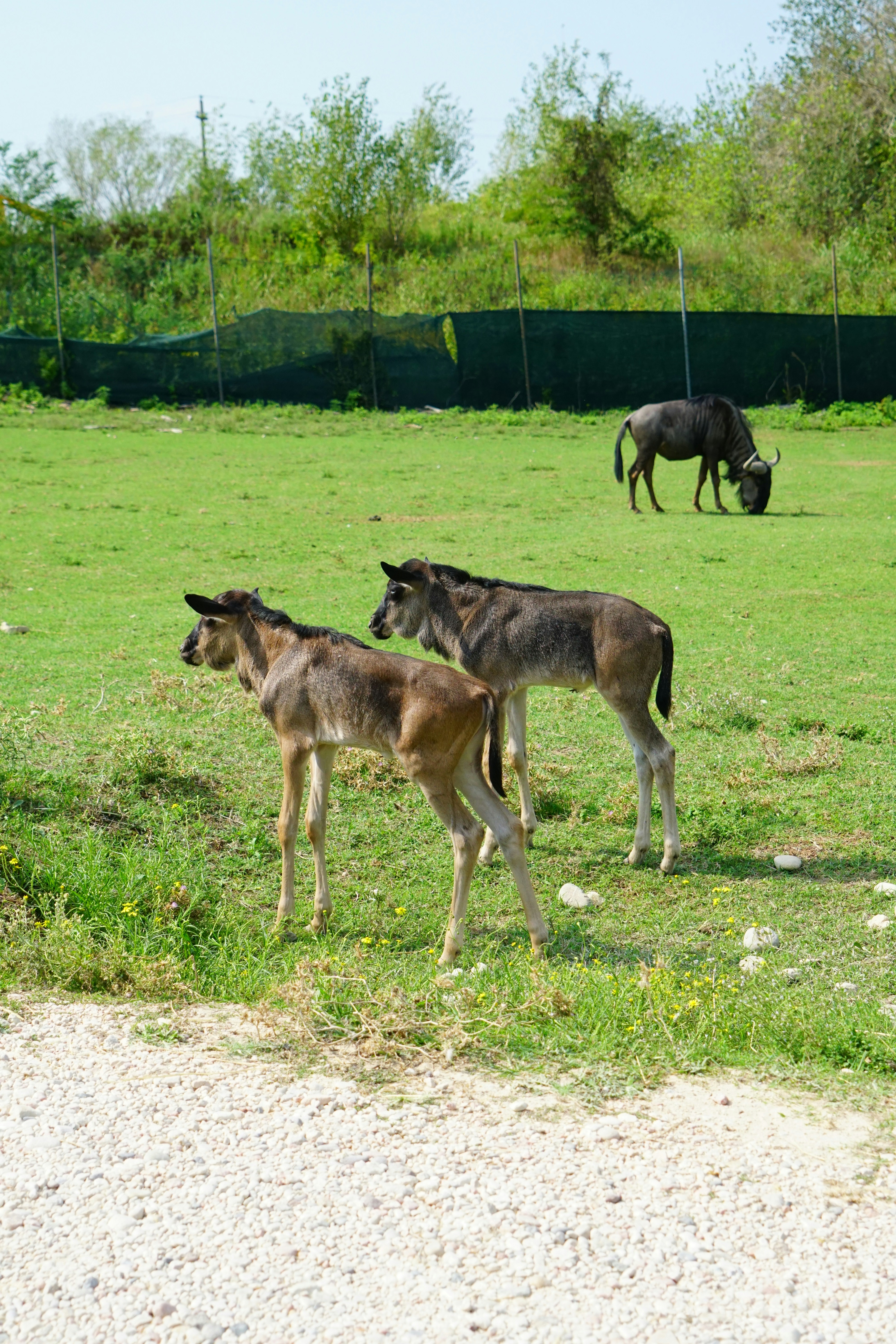 Pasture Prowlers: Two foals at ease as a distant mare grazes