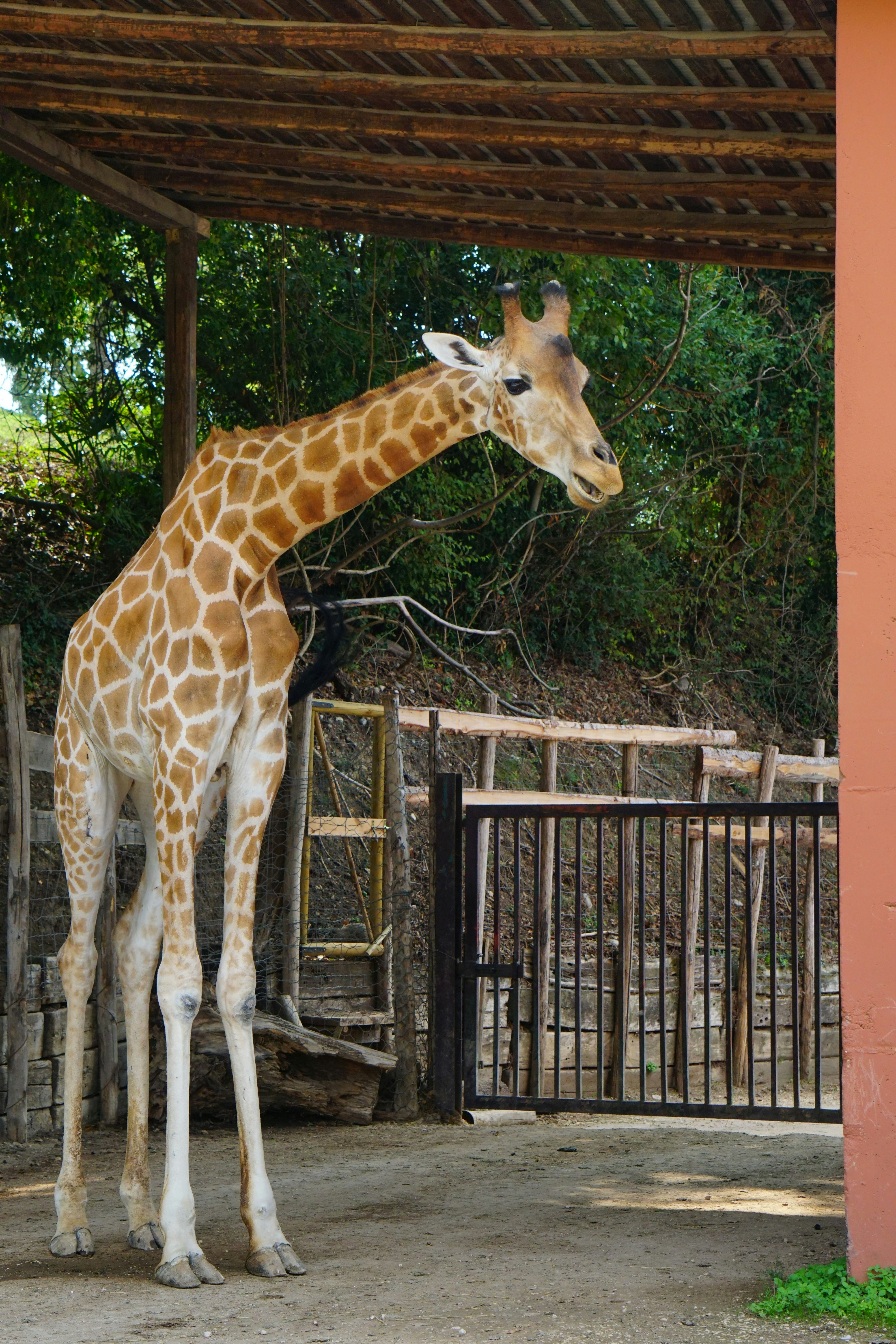 Giraffe at Dappled Shade: A Tall Visitor by the Fence