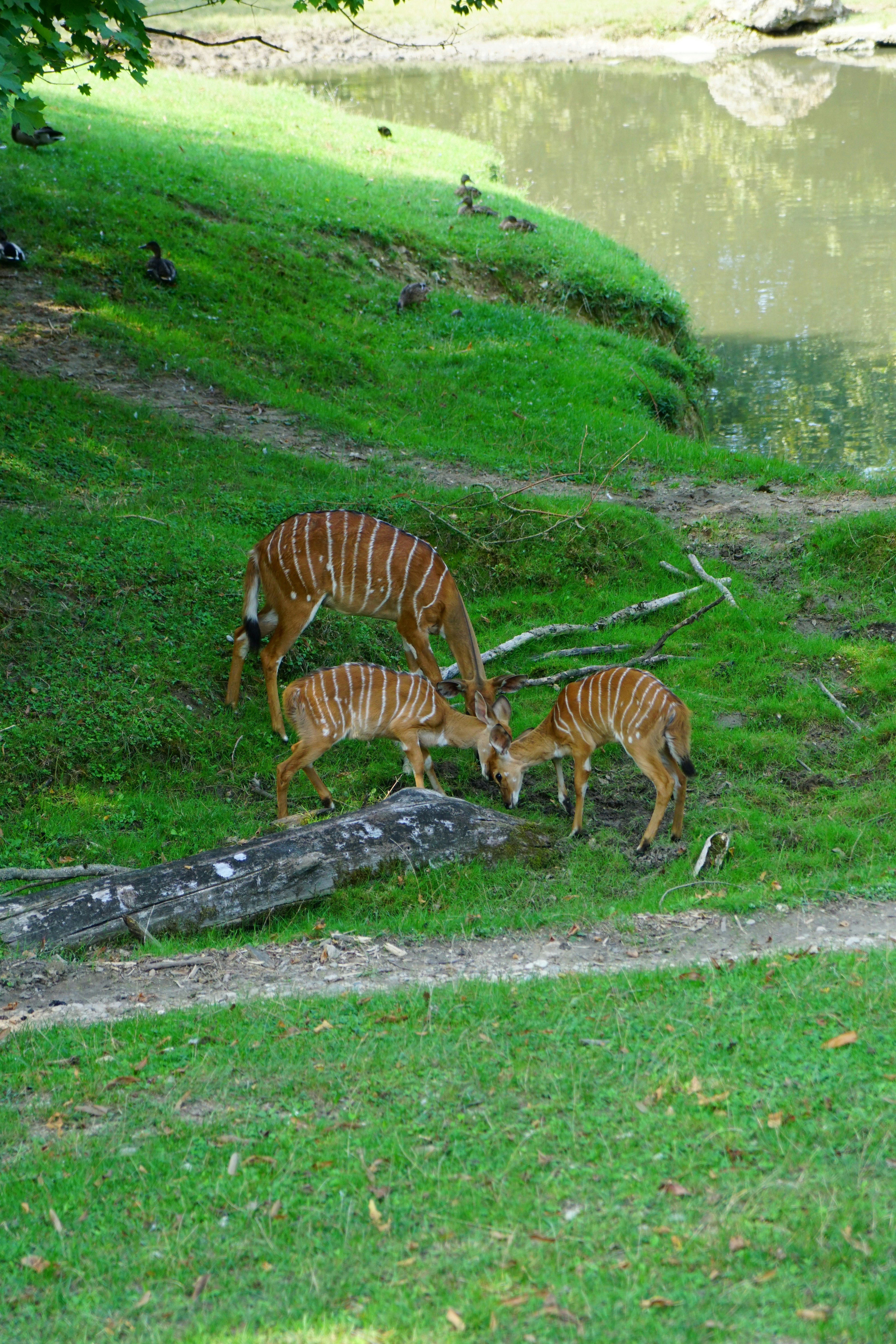 Three Striped Grazers by the Waterline