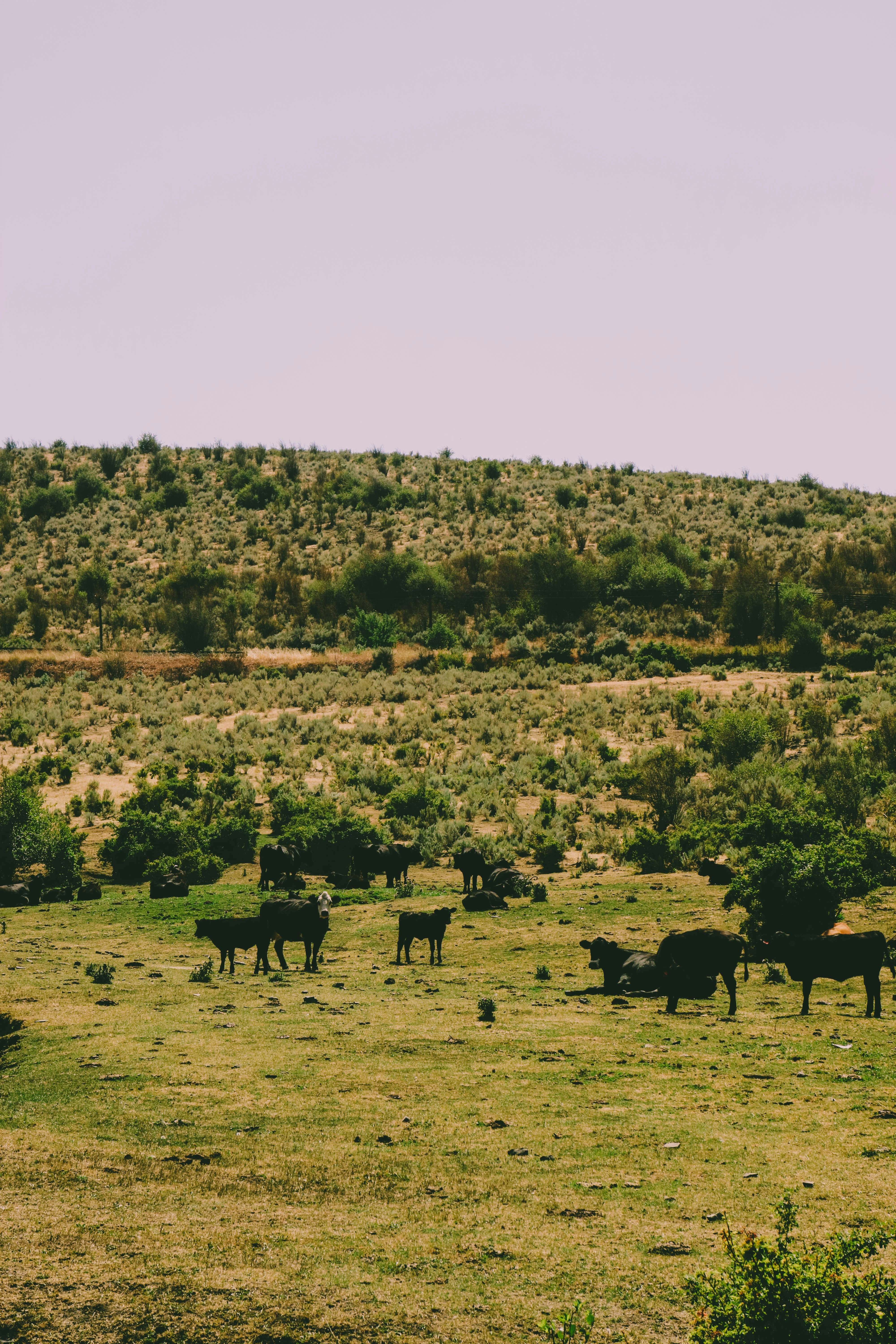 Pasture Chorus: Cattle Beneath a Soft Sky