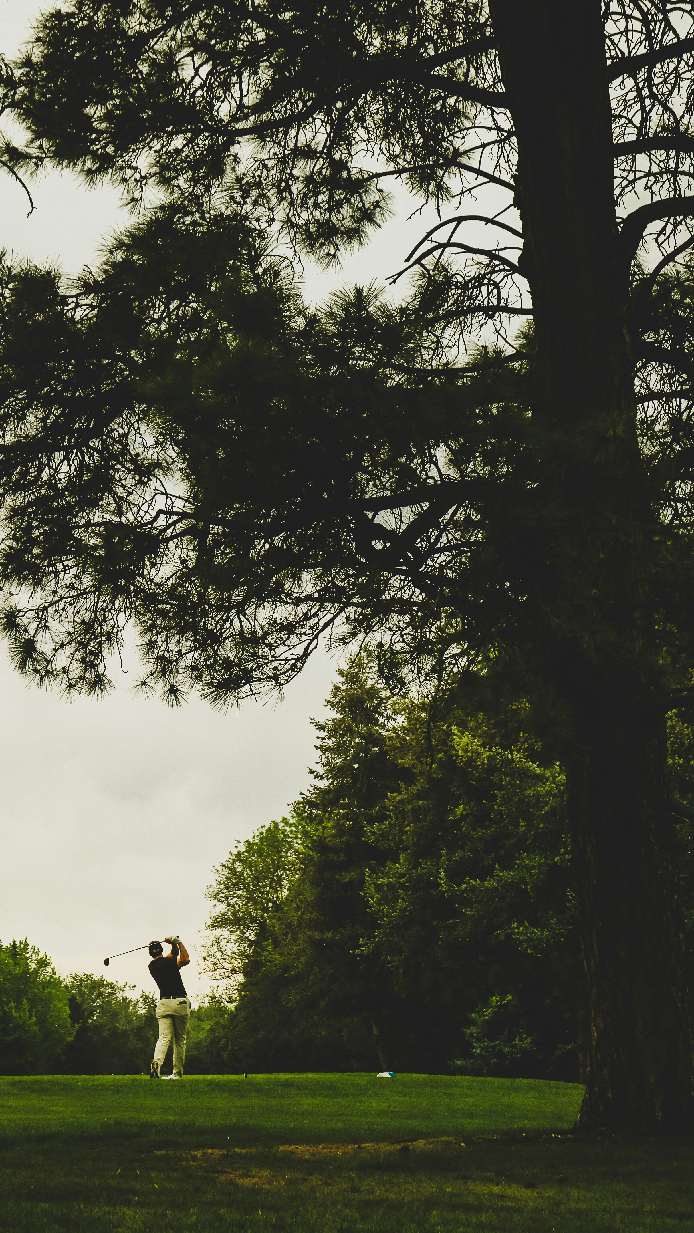 Swinging to Focus: A Golf Swing Beneath Ancient Pines