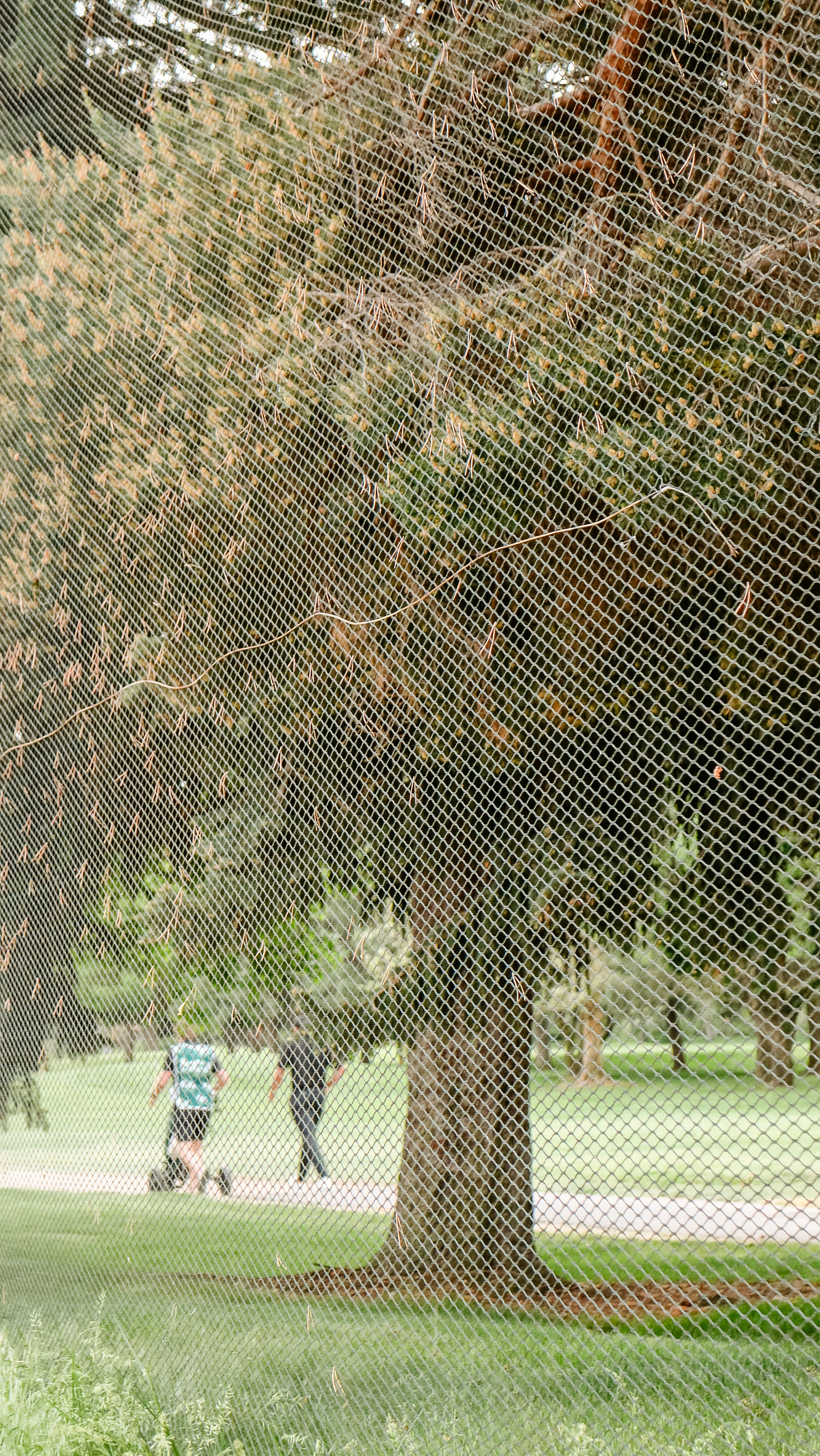 Netted Quiet: A Fence of Dunes Between Park and Path