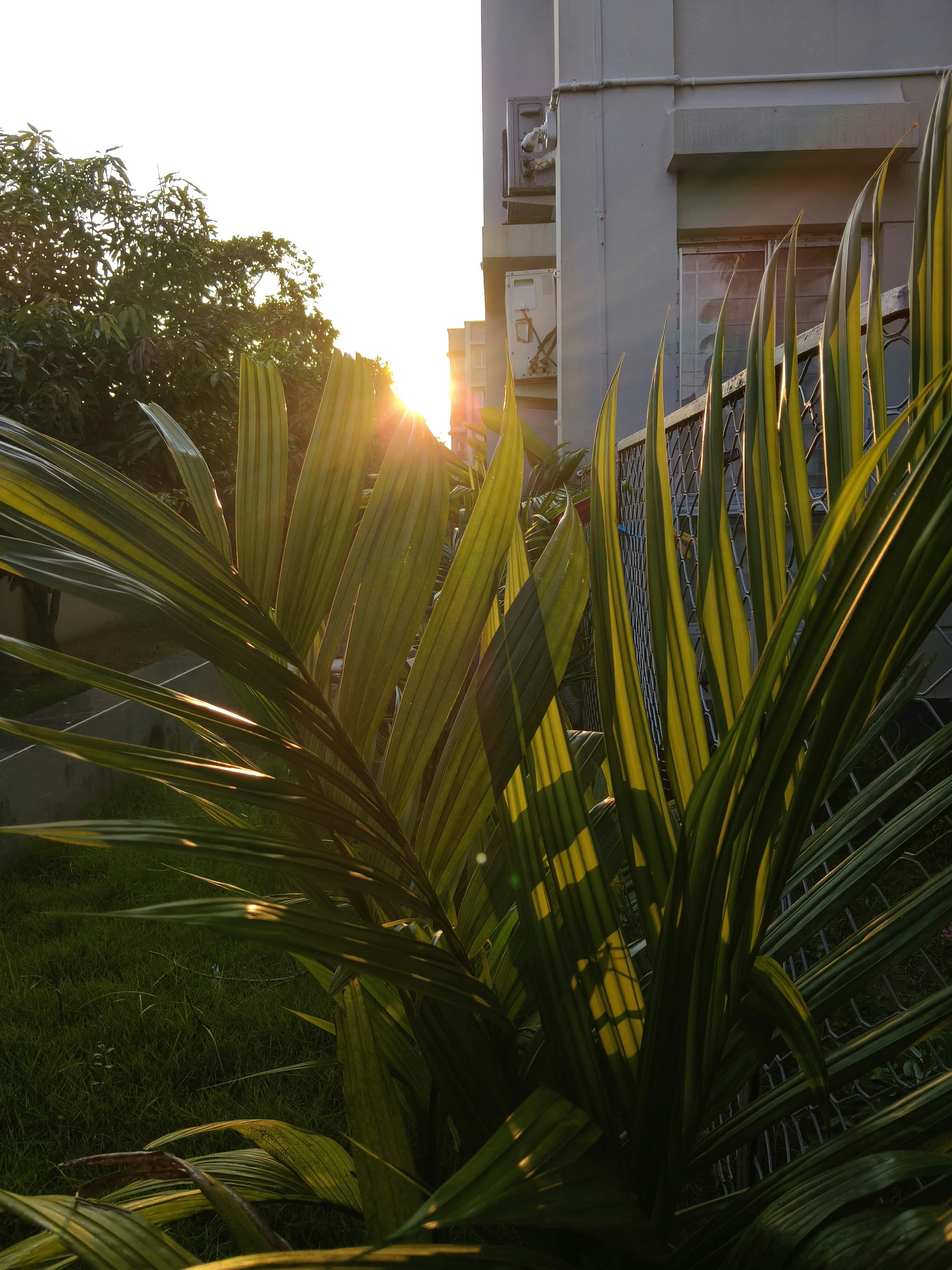 Palm fronds backlit by low sun beside a building and chain link fence