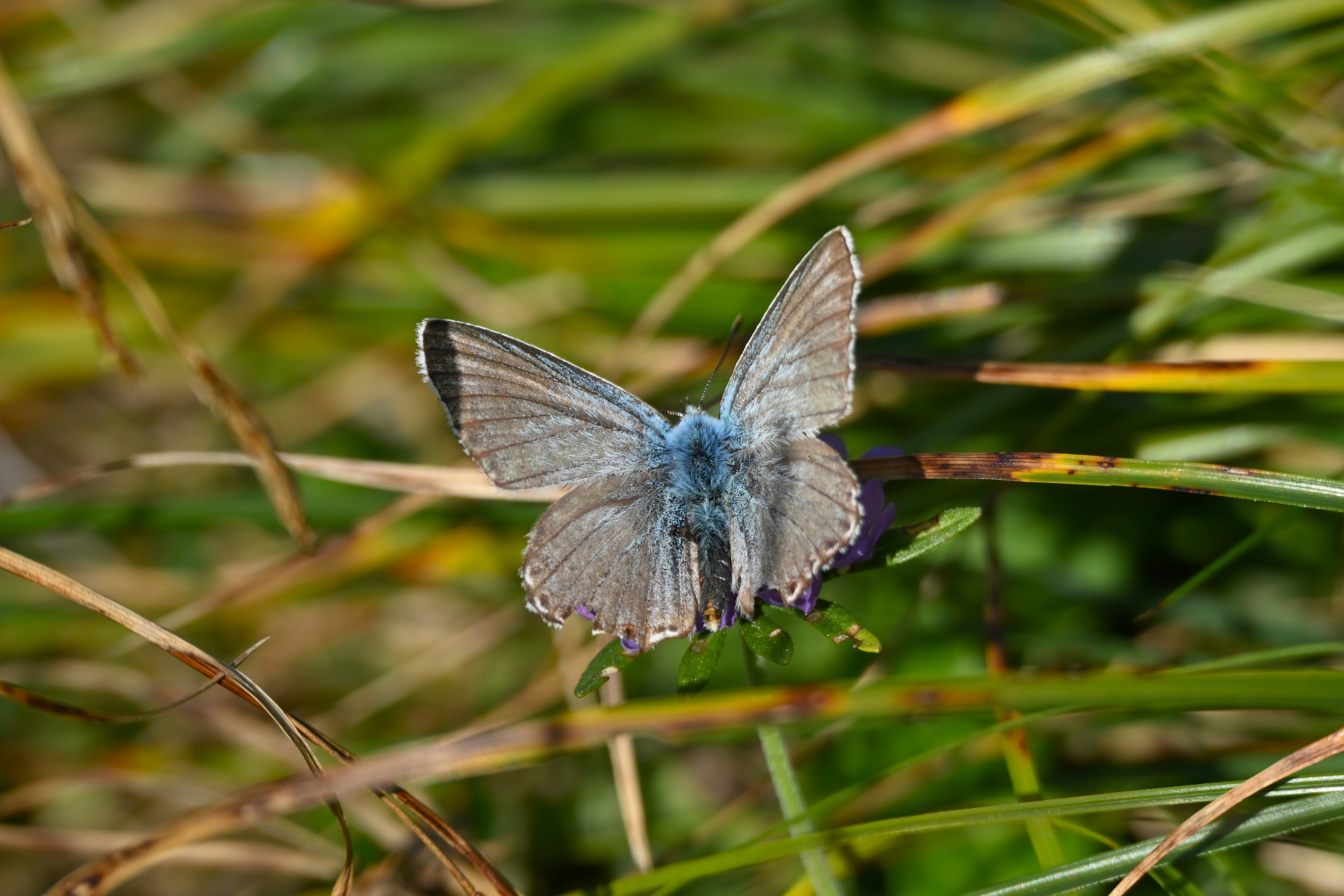 Azure Wisp on Tanglegrass