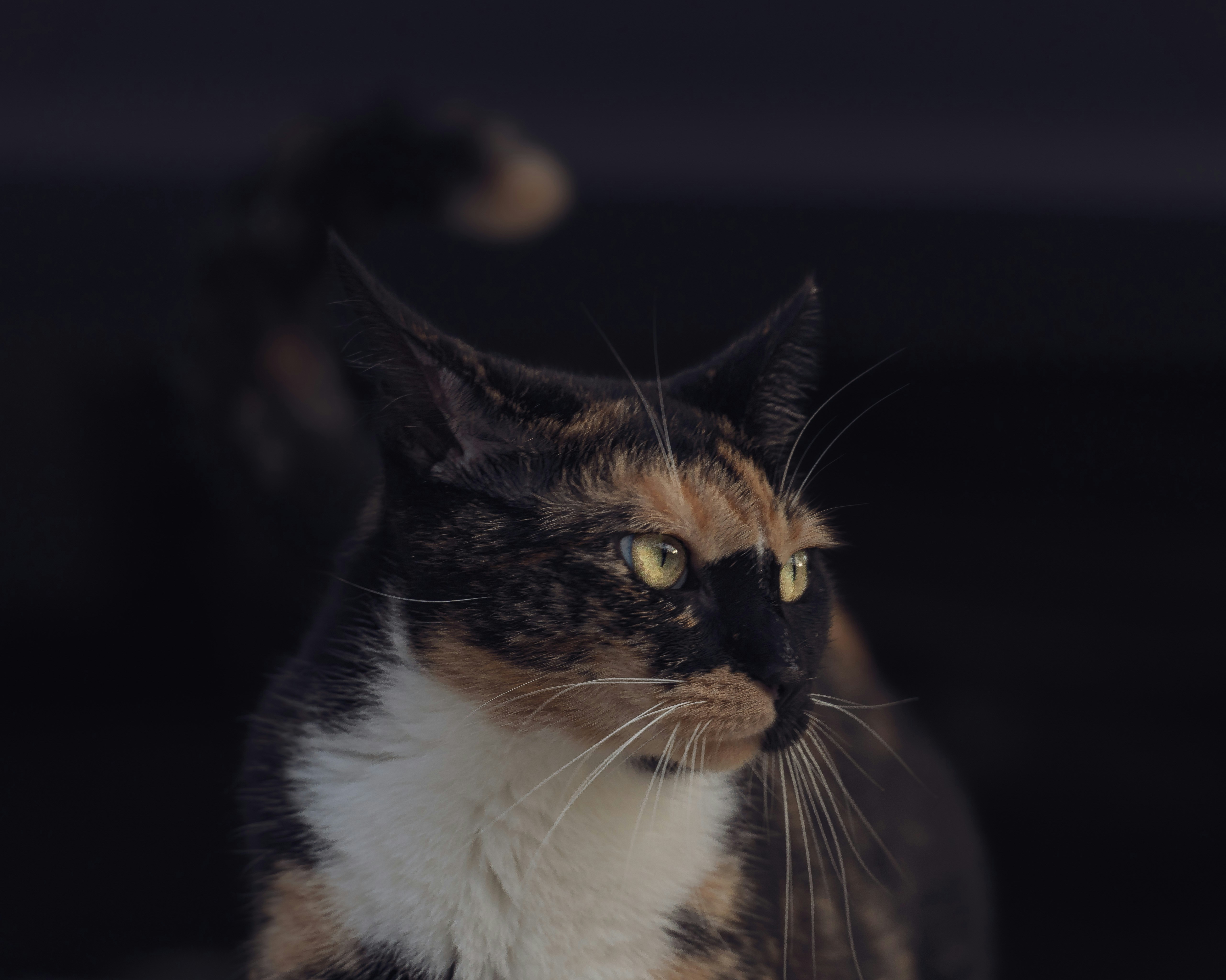 A quiet portrait of a cat resting in warm evening light, with soft backlighting outlining the face and whiskers.