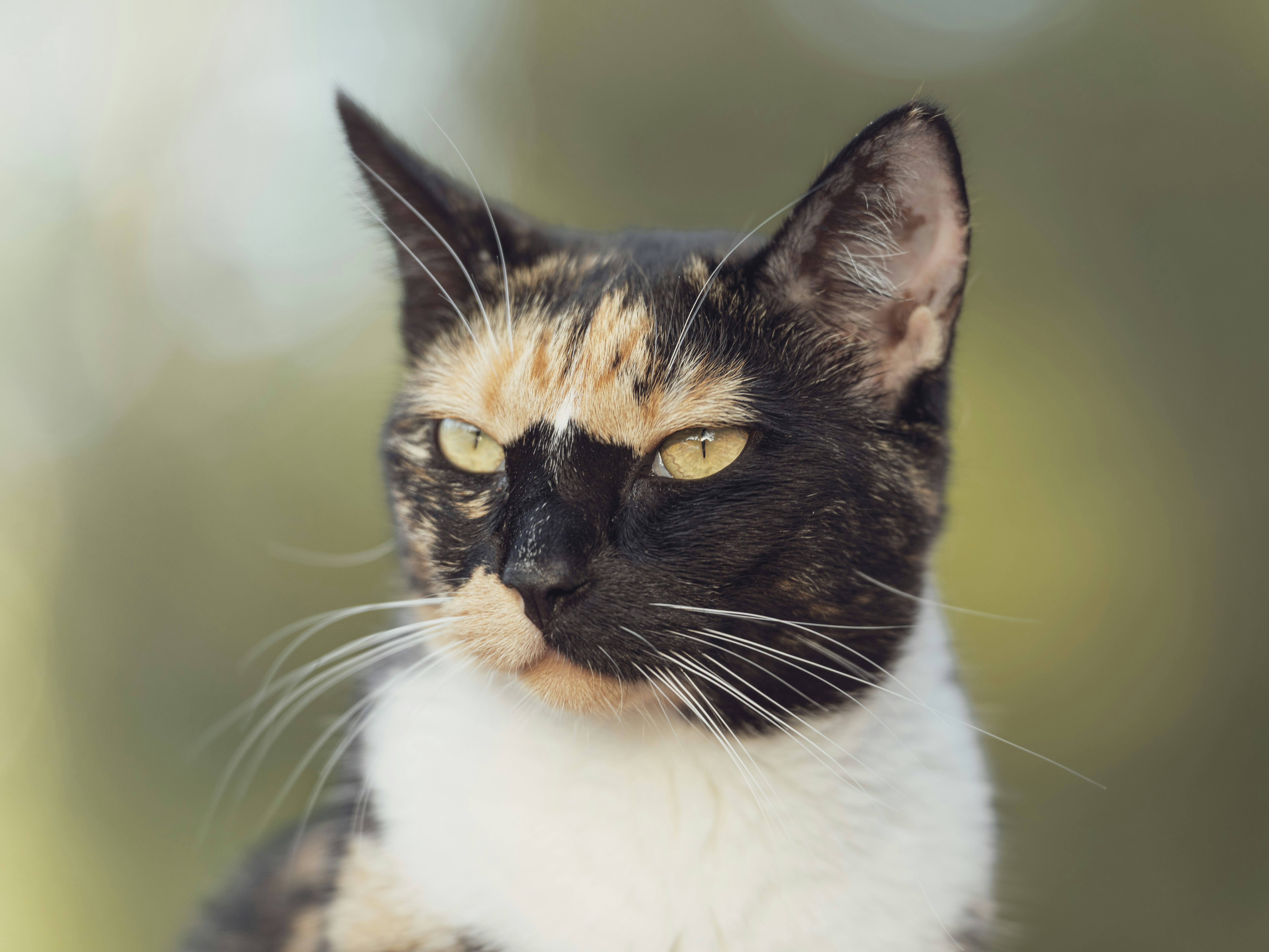 Calico Portrait: The Cat with a Focused Gaze