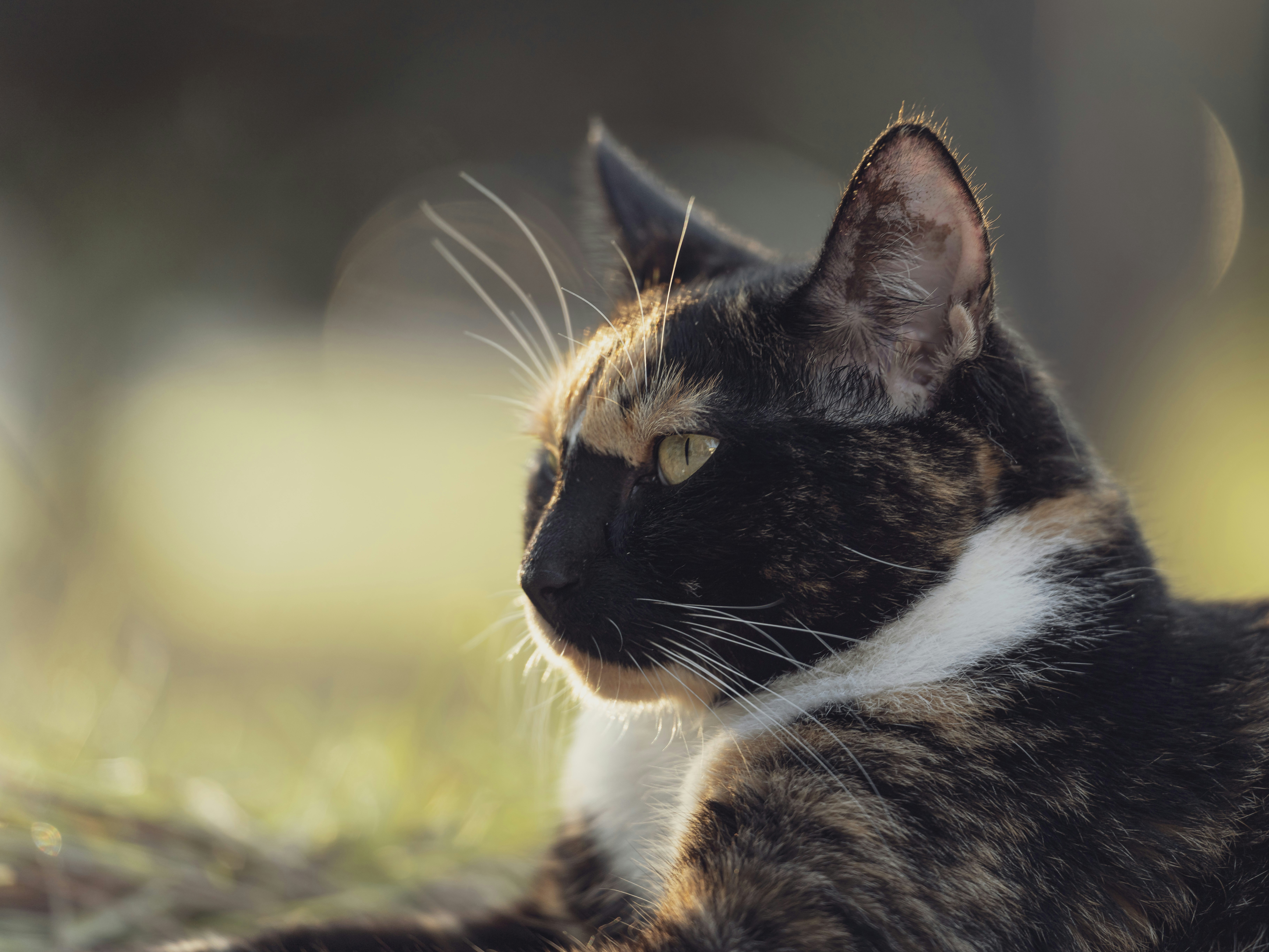 Calm Spotlight: Calico Cat in Sunlit Field