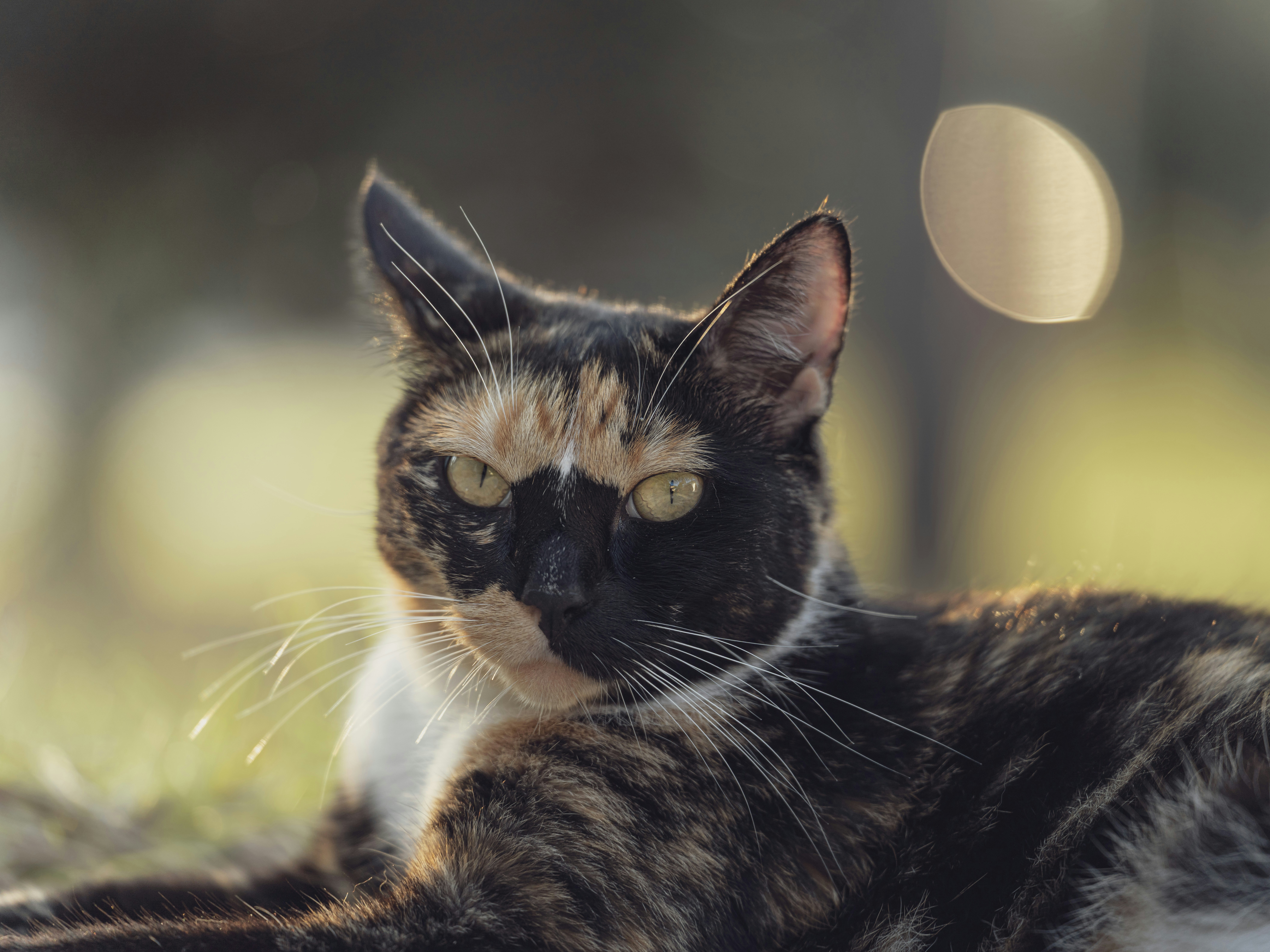 A quiet portrait of a cat resting in warm evening light, with soft backlighting outlining the face and whiskers.
