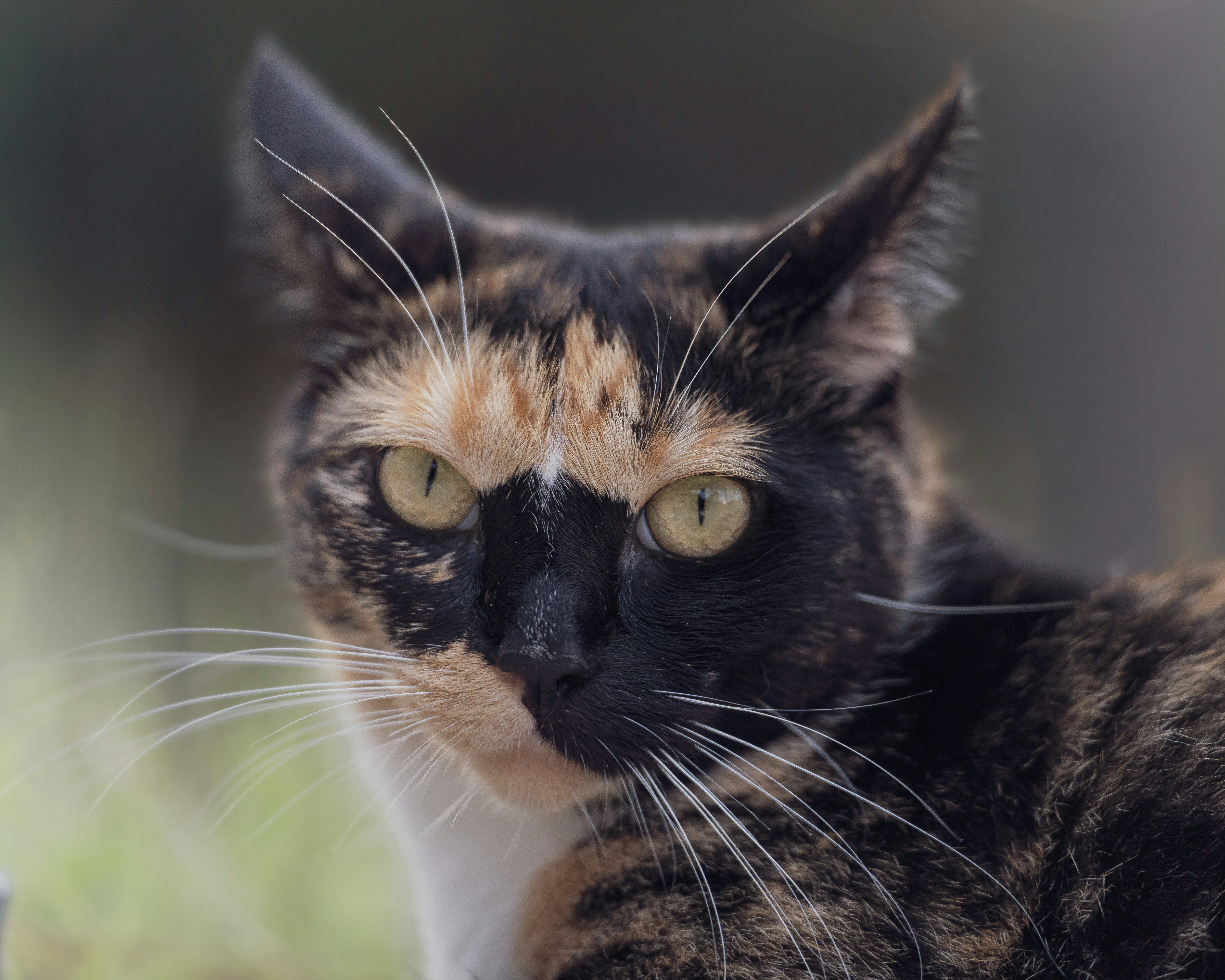 A quiet portrait of a cat resting in warm evening light, with soft backlighting outlining the face and whiskers.