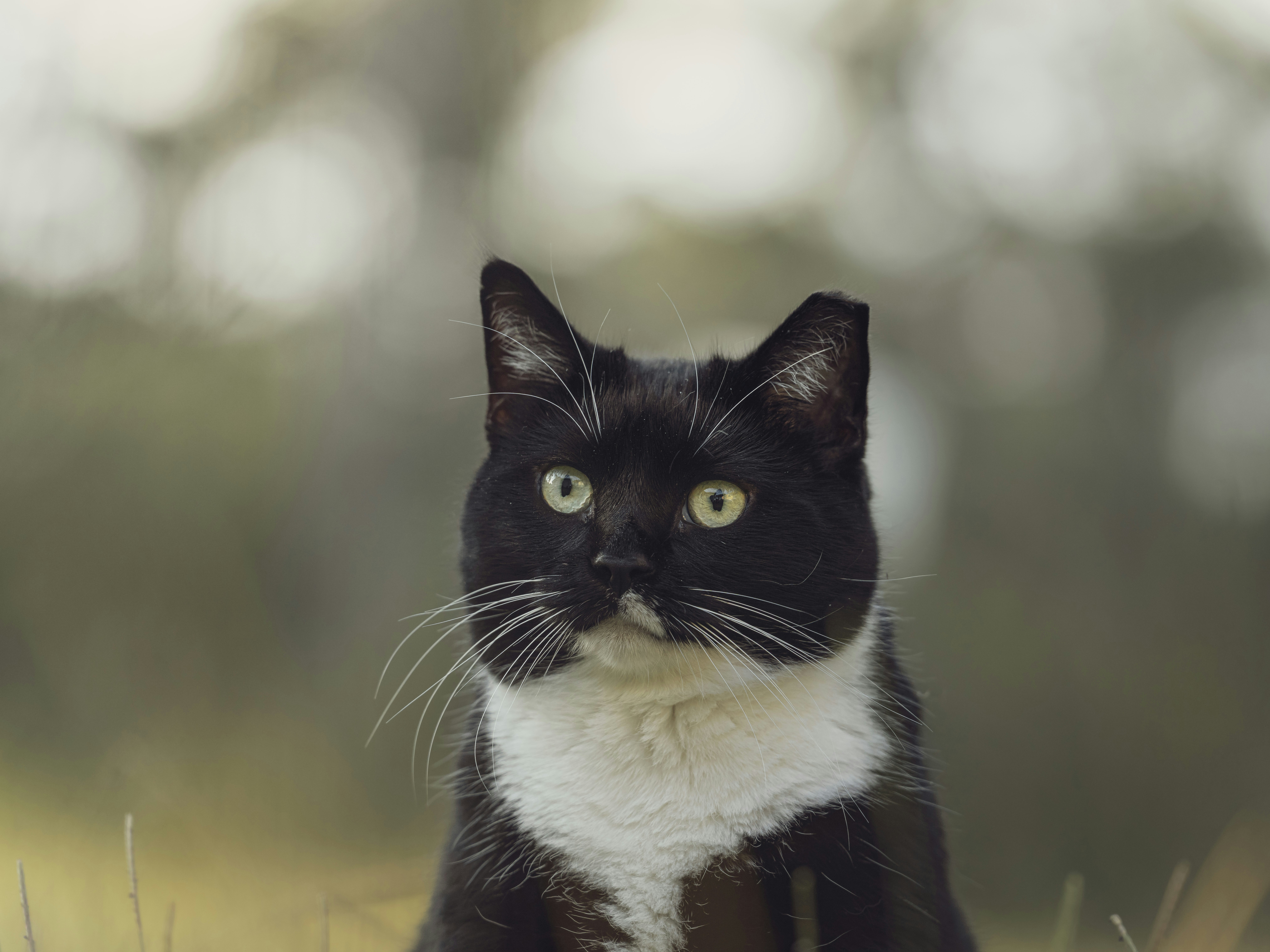 Black-and-white Cat Stare Through Soft Bokeh