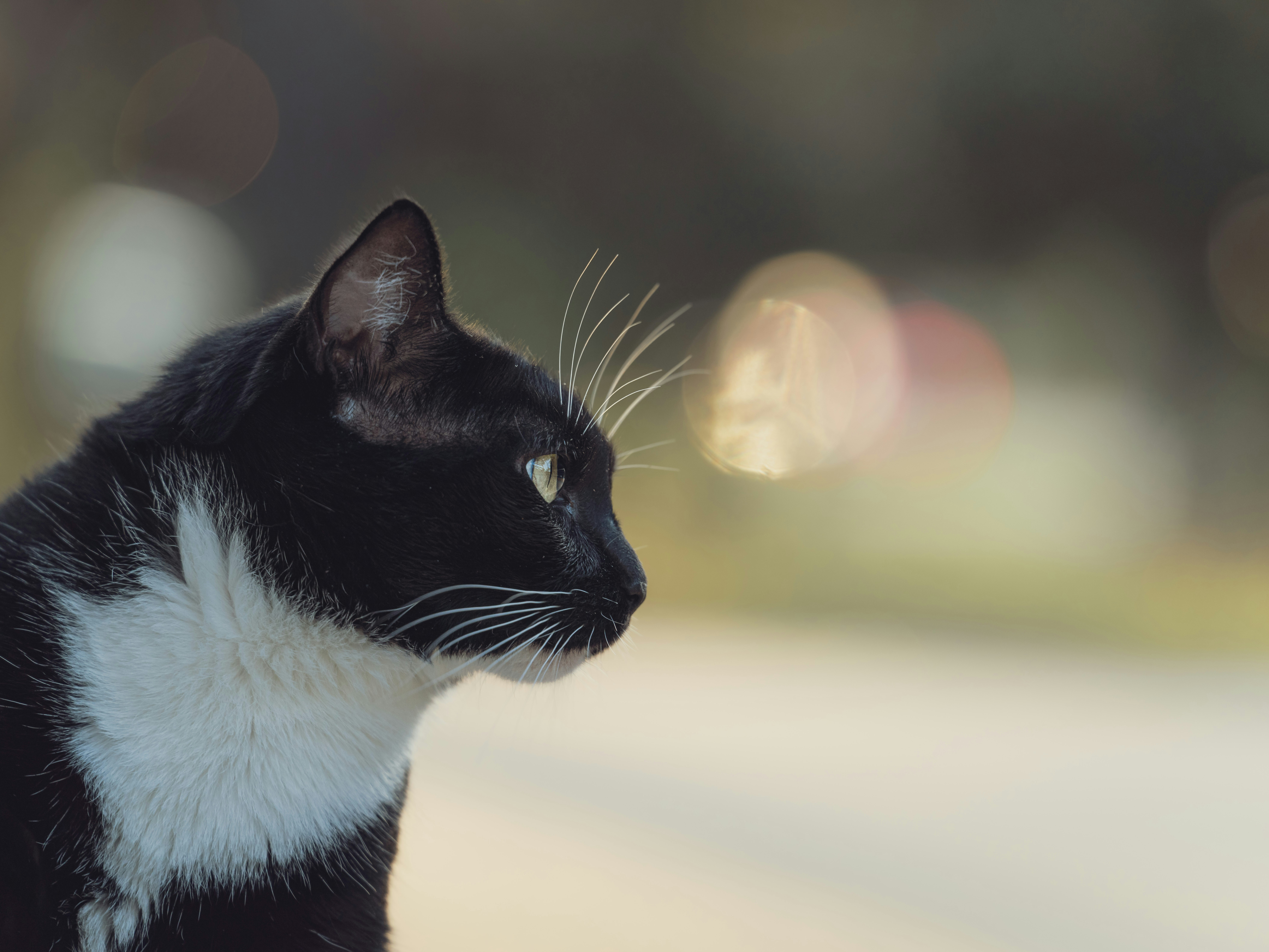 Side Portrait of a Black-and-White Cat with Bokeh-Soft Background