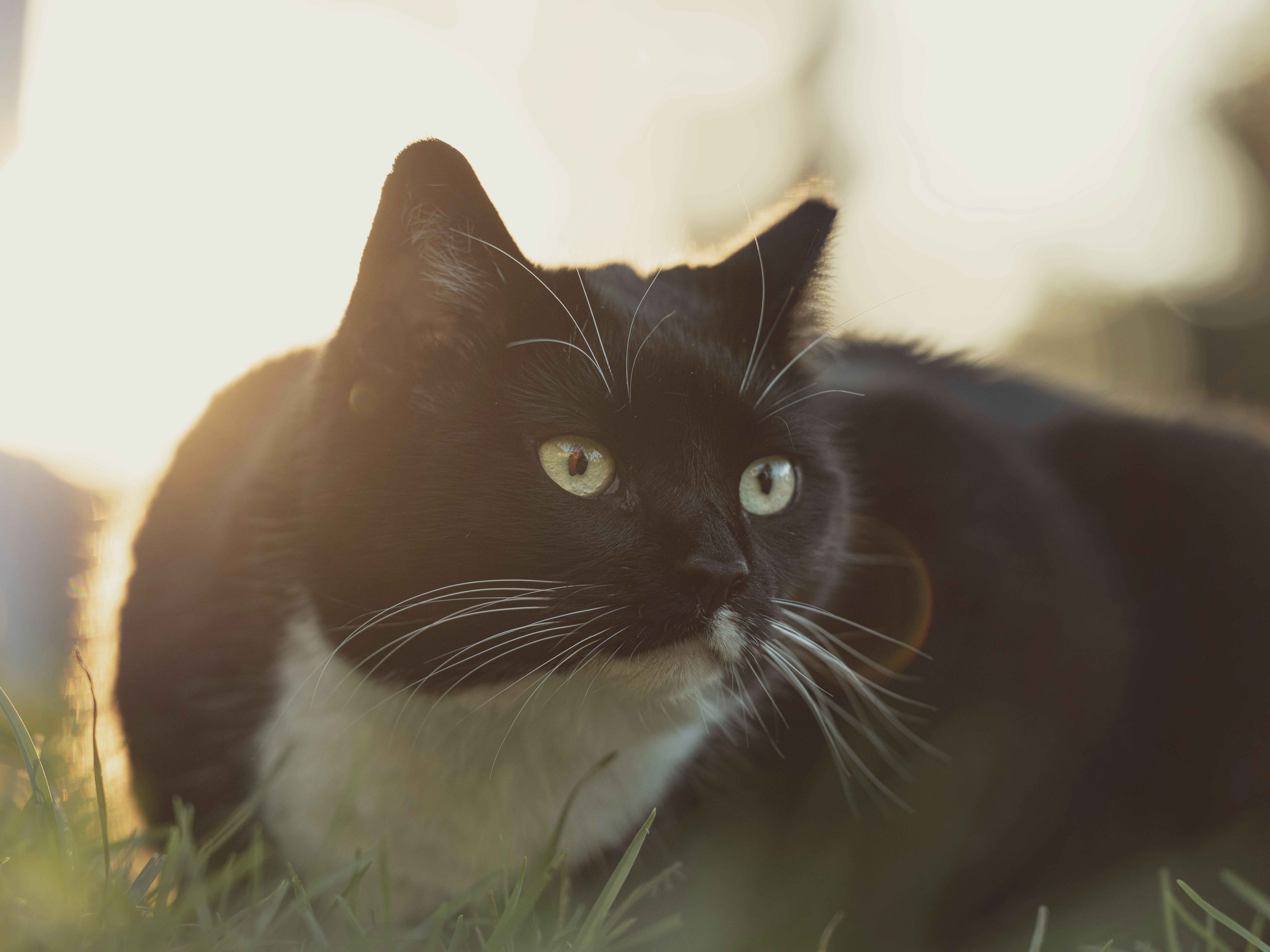 Silent Gaze in the Backlit Twilight