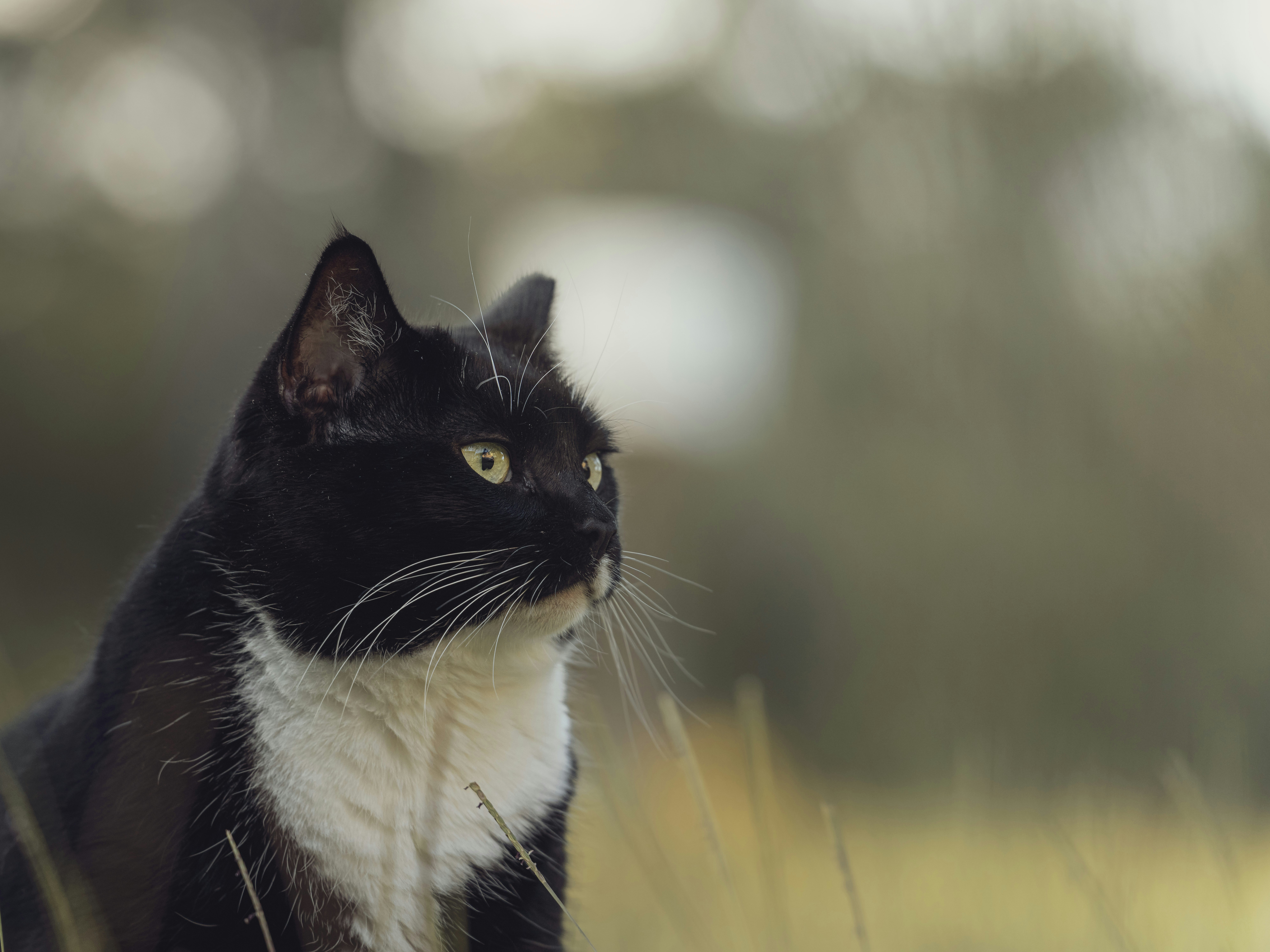 Black-and-white Cat in Soft Field Light