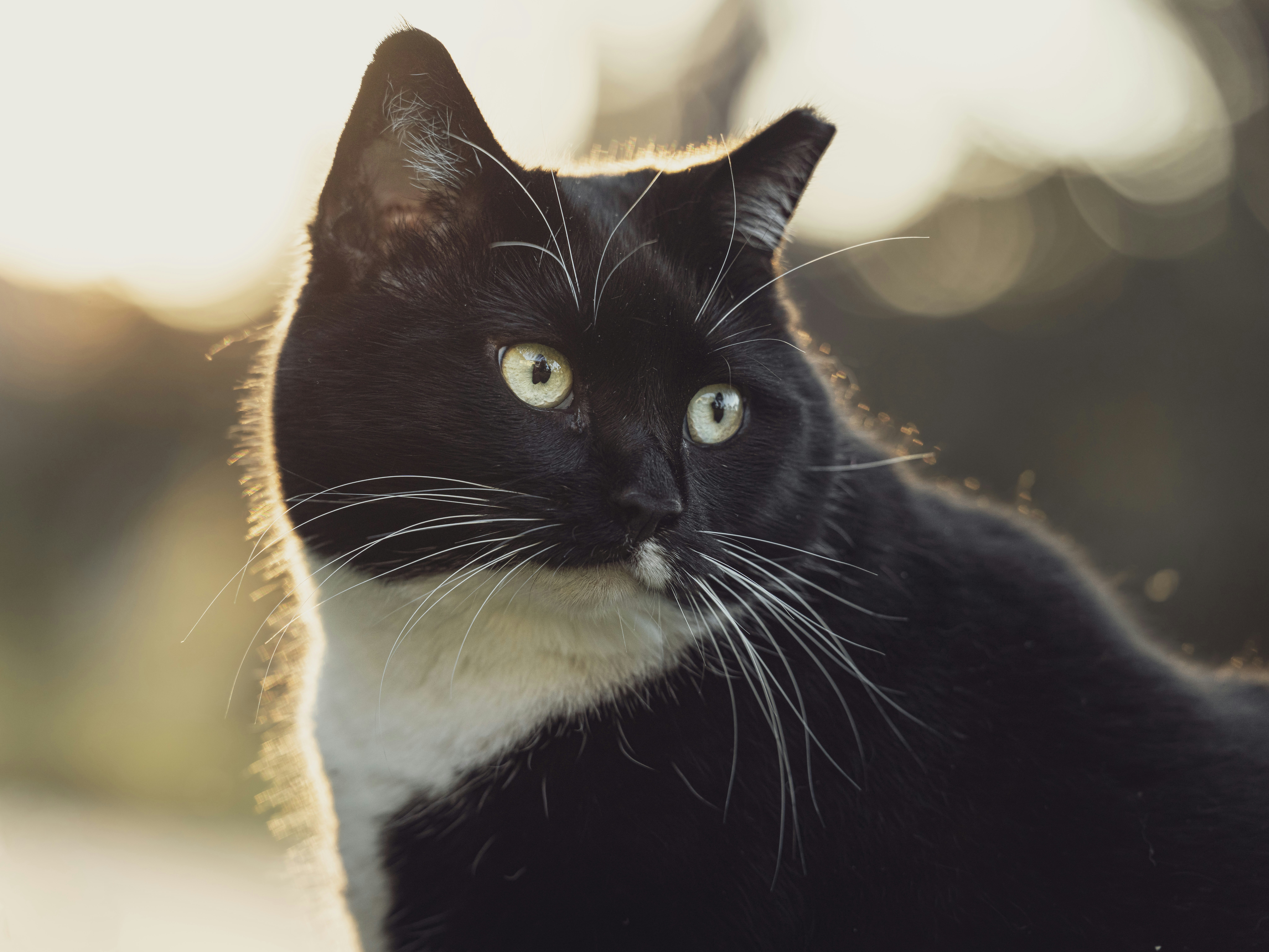 Whiskered Watcher in Soft Backlight