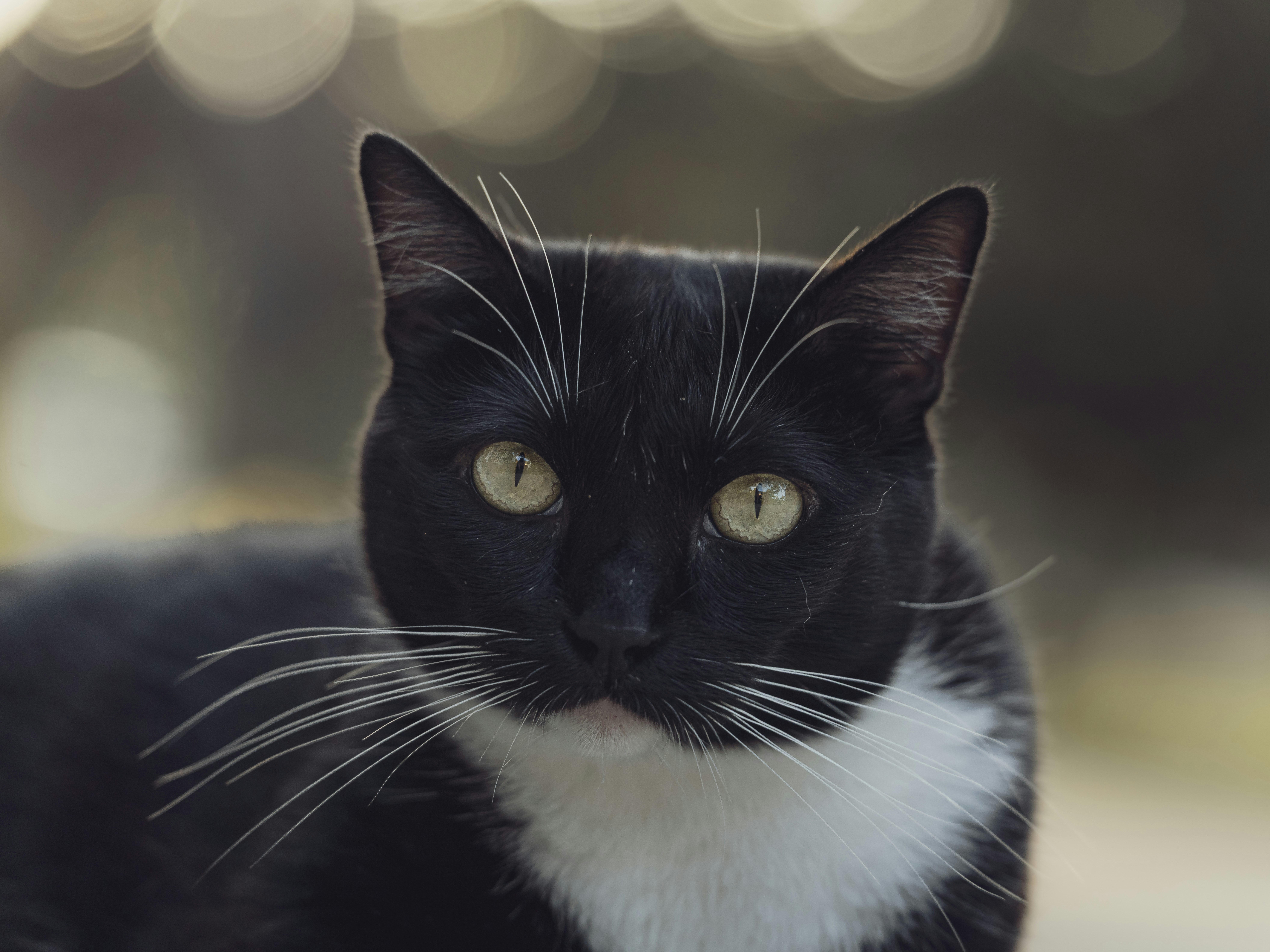 Black-and-White Focus: A Close-Up of a Cat's Quiet Gaze
