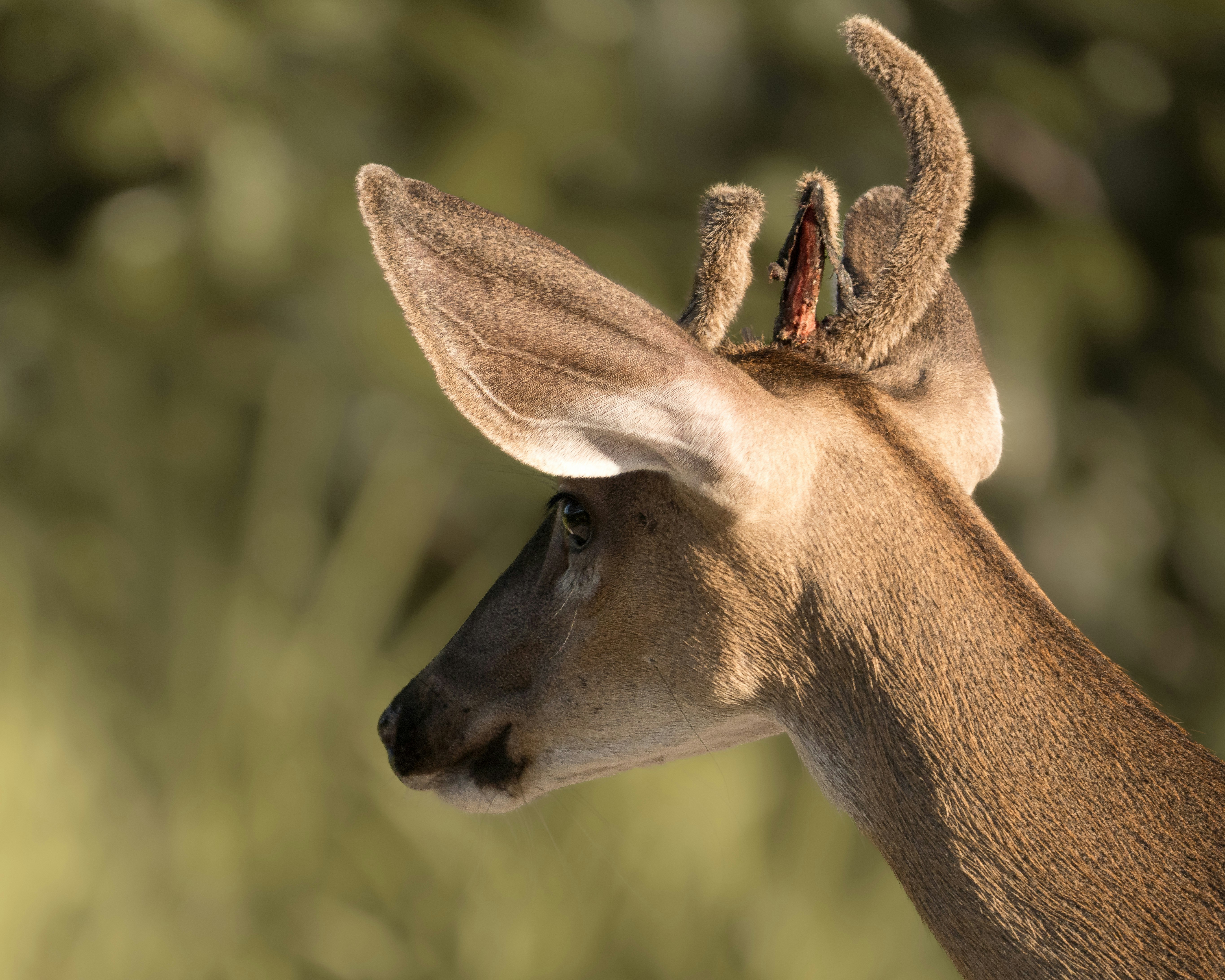 Profile of a Antelope in Warm Light