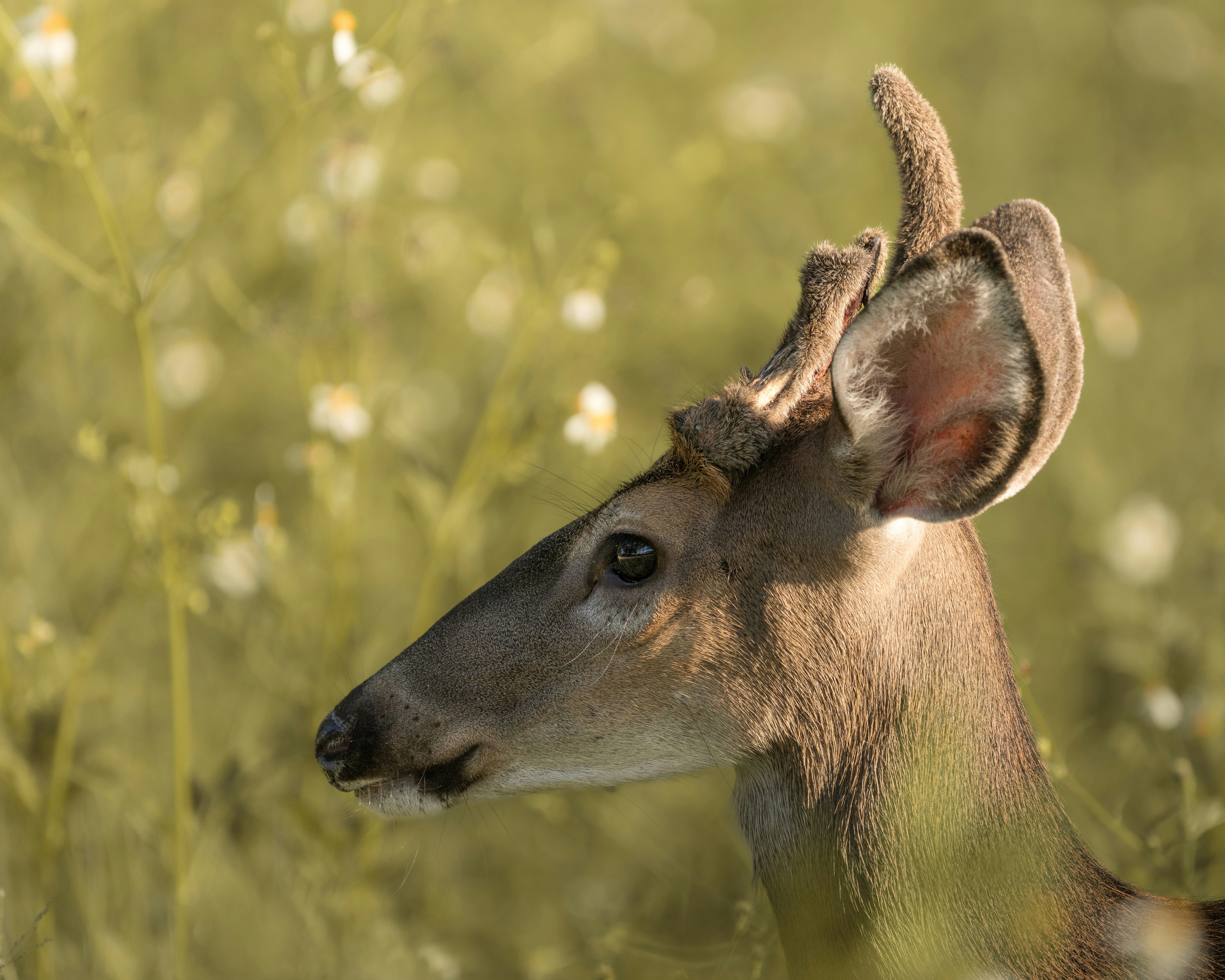 Profile in the Tall Grass: A Deer’s Quiet Gaze