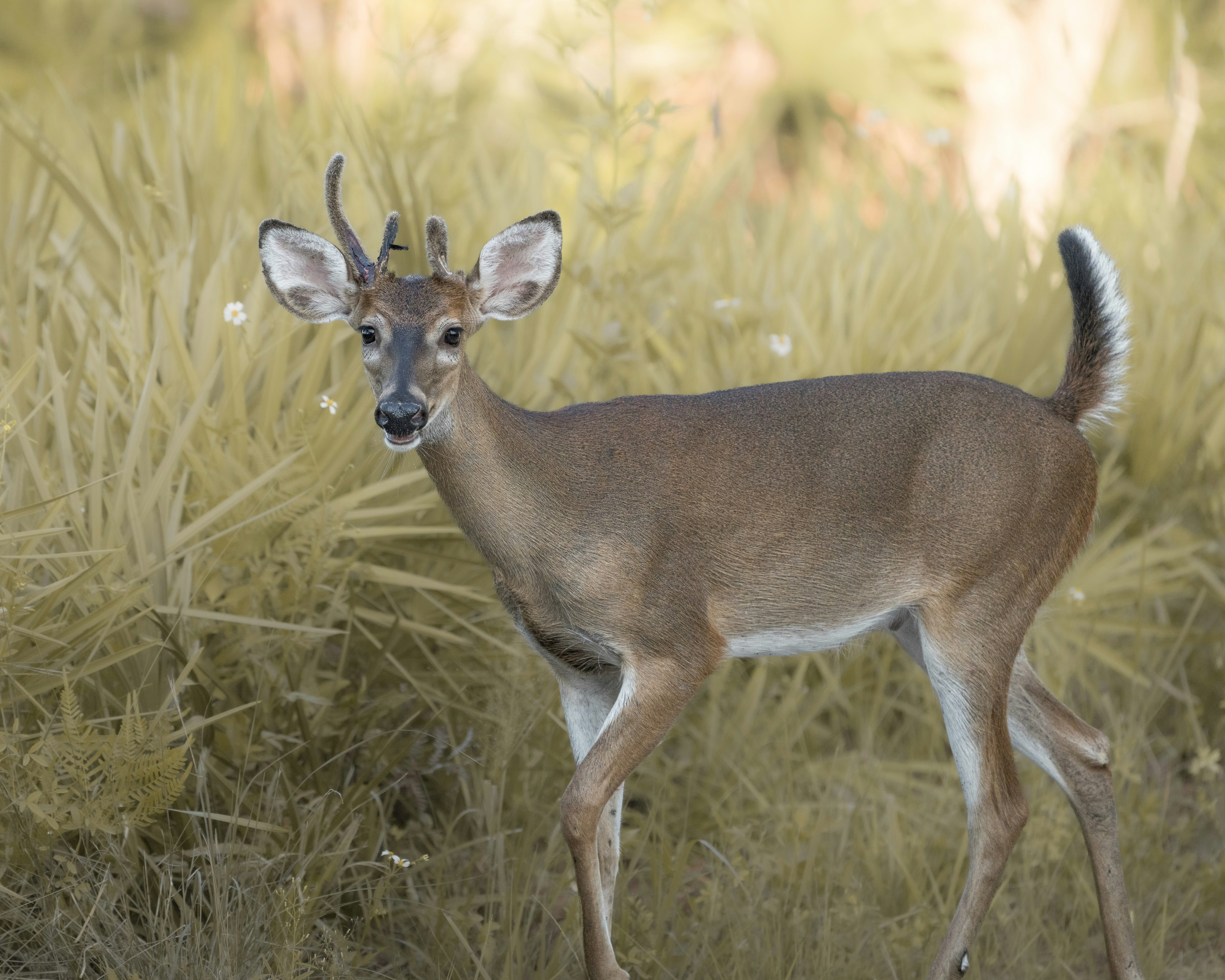 Seeking Shade: A Pronghorn Doe Pauses Amid Golden Underbrush