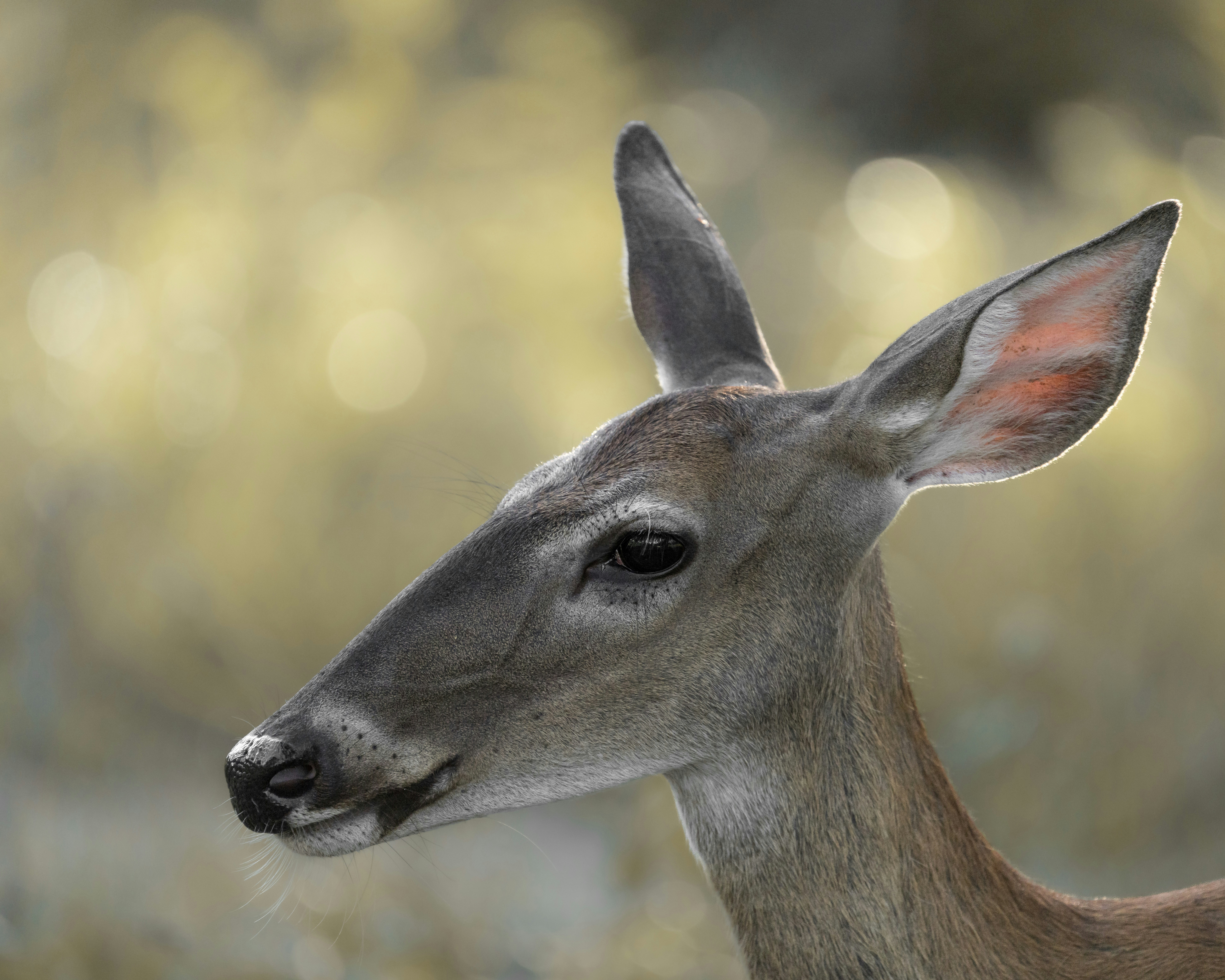 Close-Up of a Deer Profile: Quiet Gaze into a Sunlit Forest