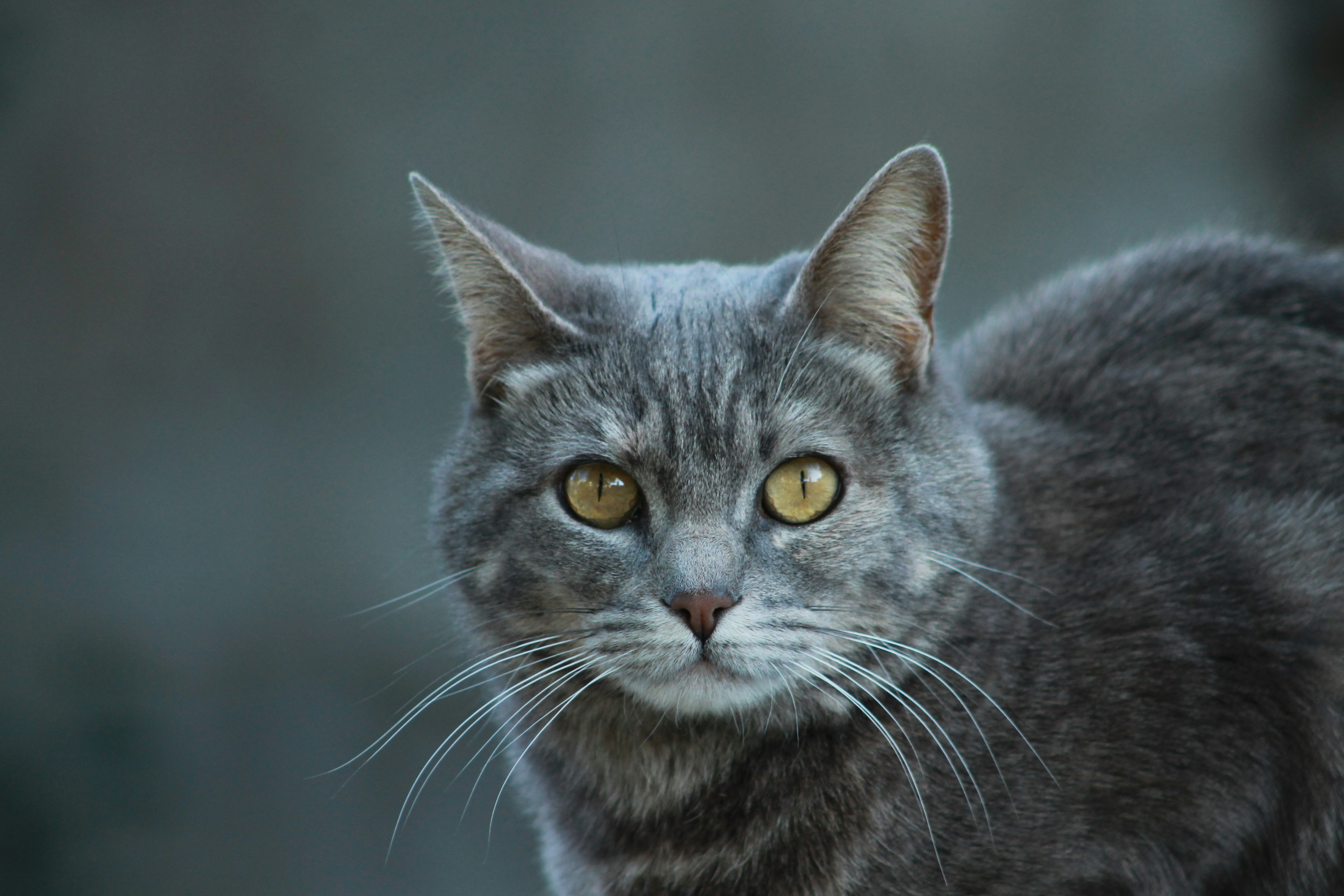 Amber Gaze: Focus on the Grey Cat's Quiet Stare