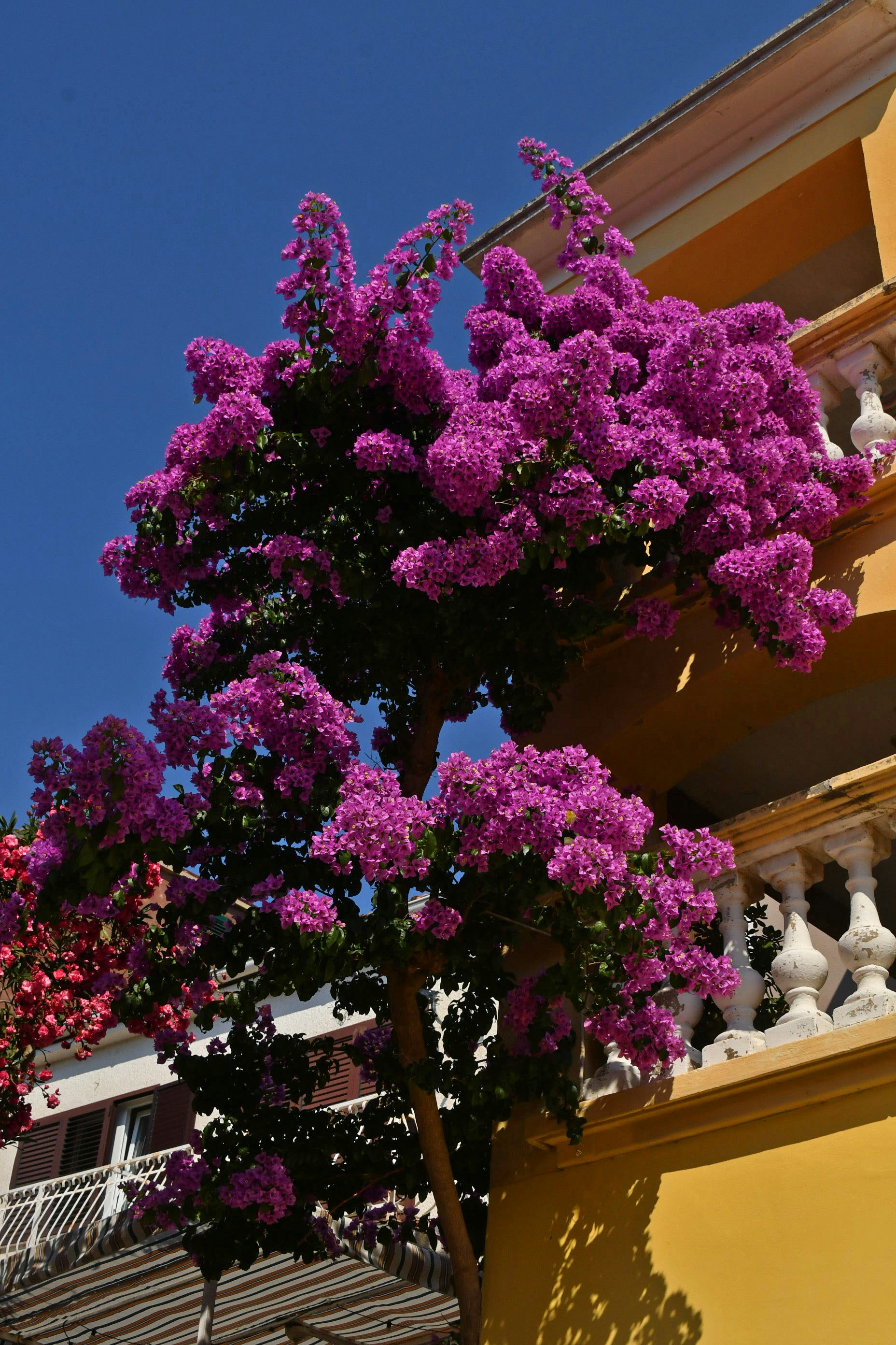 Bougainvillea Cascade Over Lemon villa